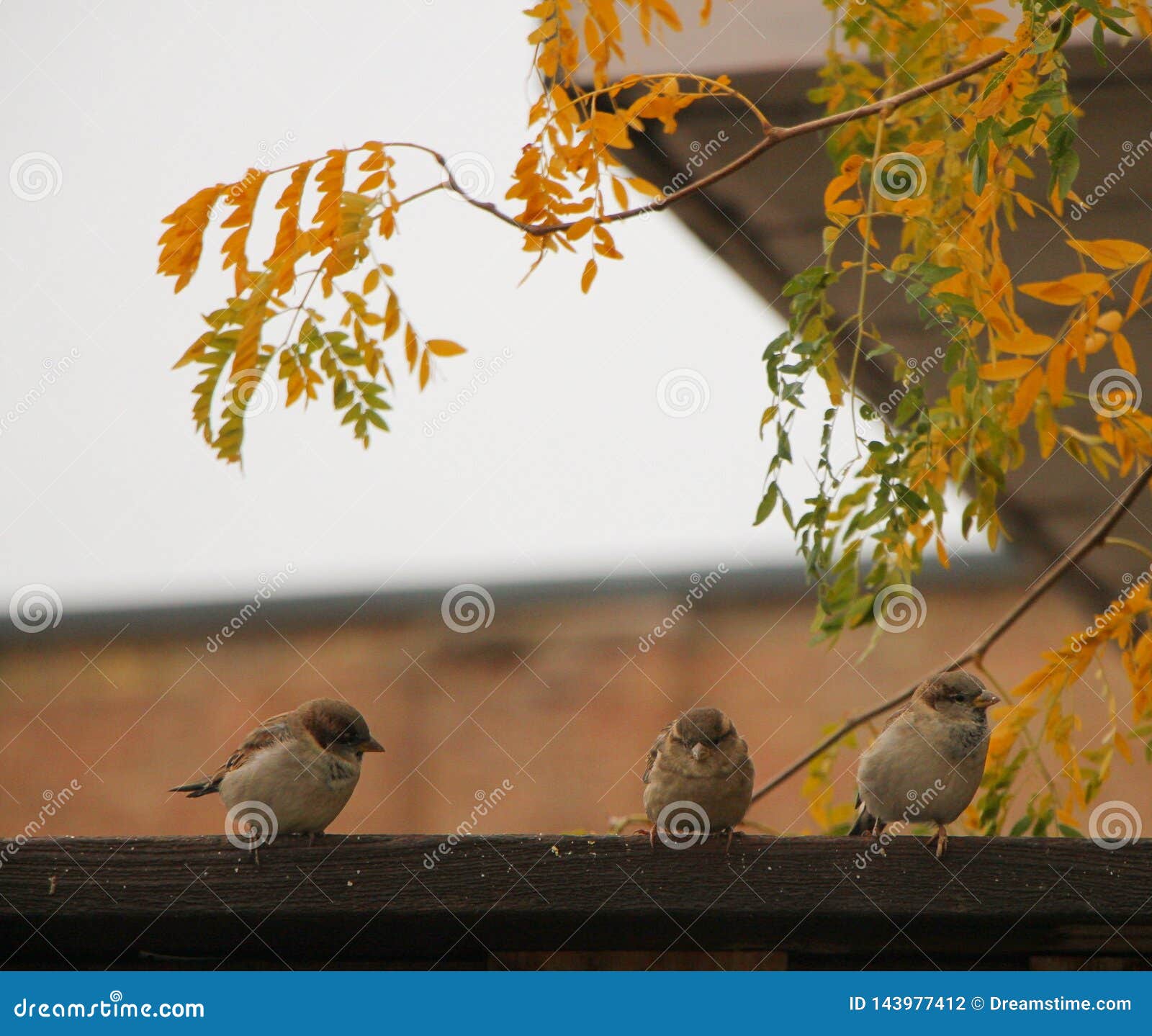 Three Little Birds stock photo. Image of beautiful, orange - 143977412