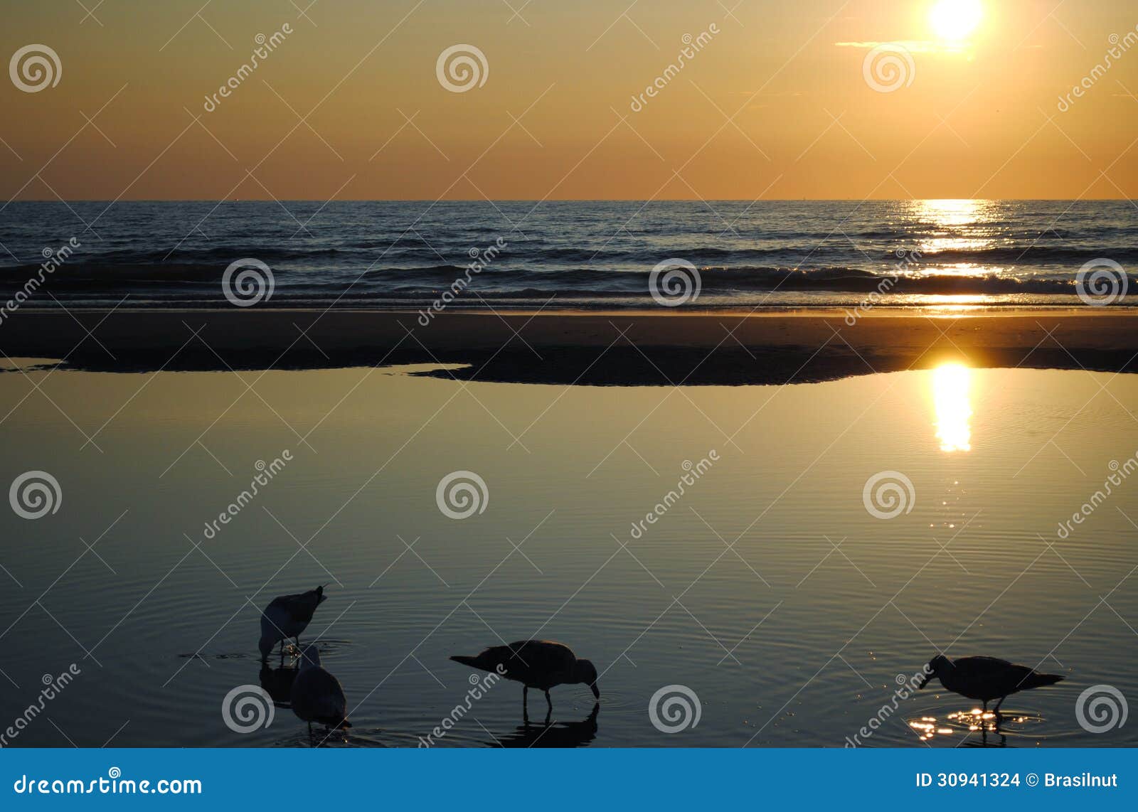 Three little birds Sunset stock photo. Image of beach - 30941324