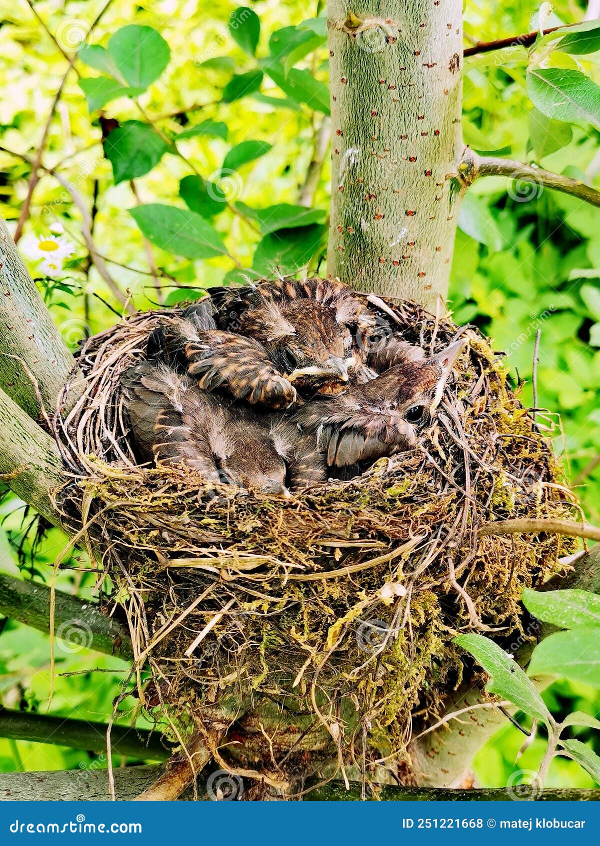 Three little birds stock photo. Image of birds, three - 251221668