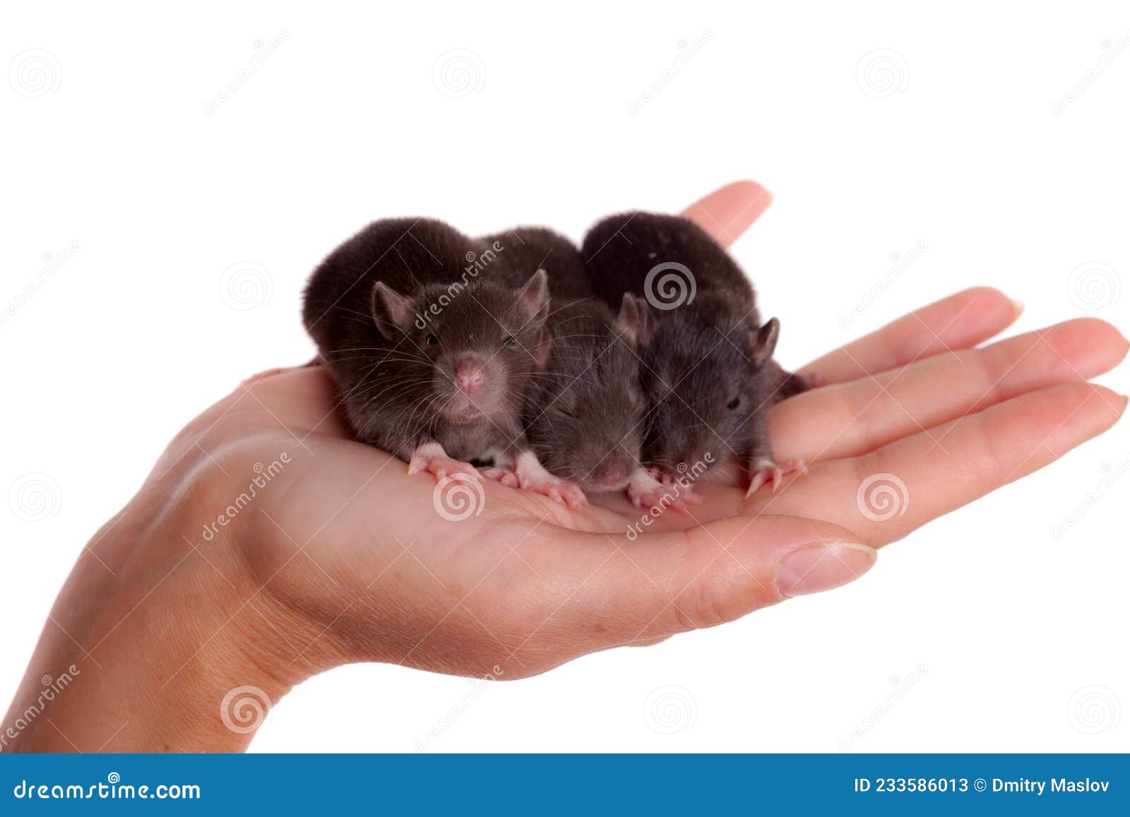 Three Little Black Baby Rats Stock Image - Image of isolated, small ...