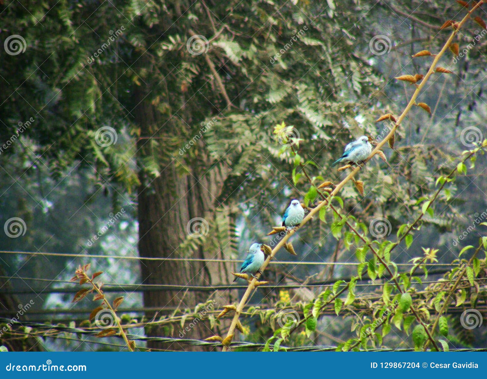 Three Little Blue Birds on a Branch Stock Photo - Image of cable, light ...