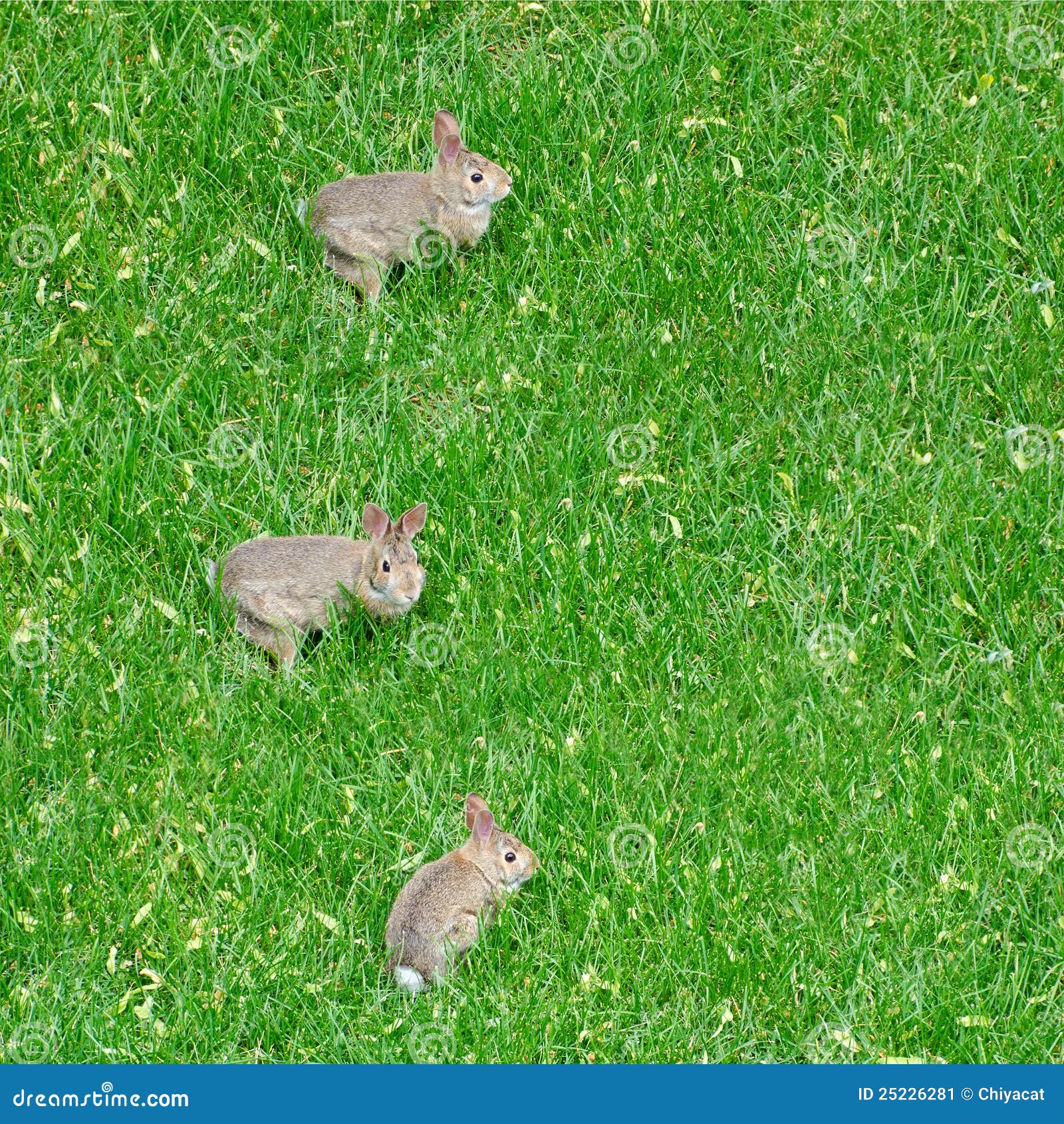 Three Little Bunny Rabbits on the Grass Stock Image - Image of green ...