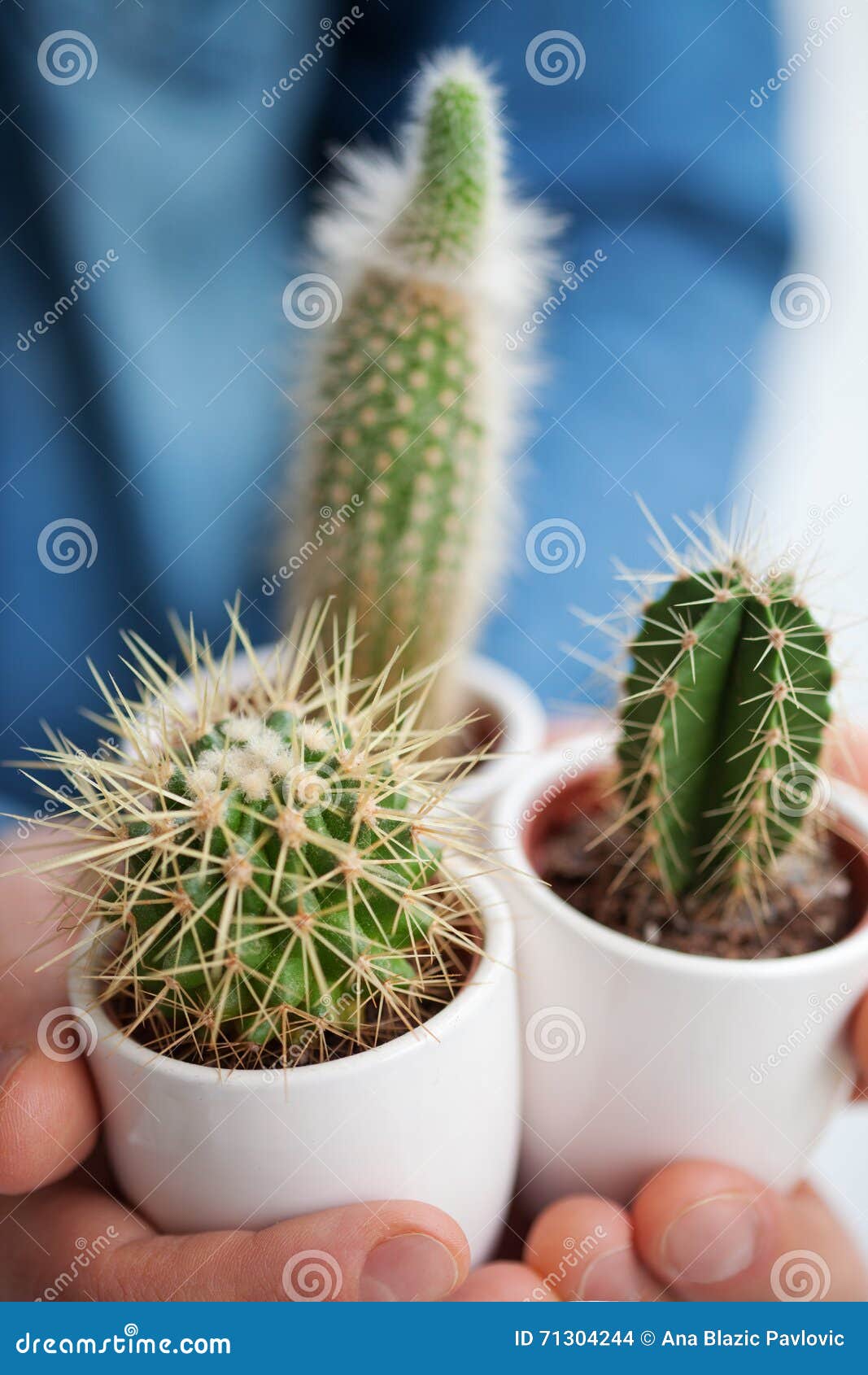 Three little cactuses stock photo. Image of foreground - 71304244