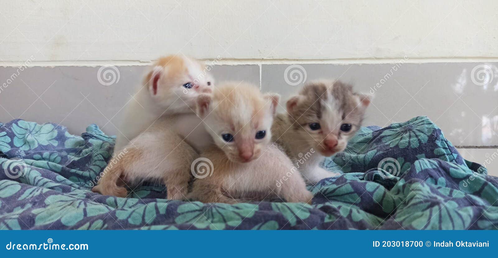 Three Little Cats are Playing Stock Photo - Image of snout, nose: 203018700