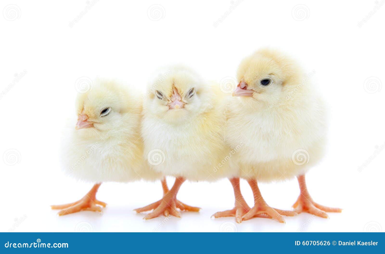 Two Little Hen Chicks Royalty-Free Stock Image | CartoonDealer.com ...