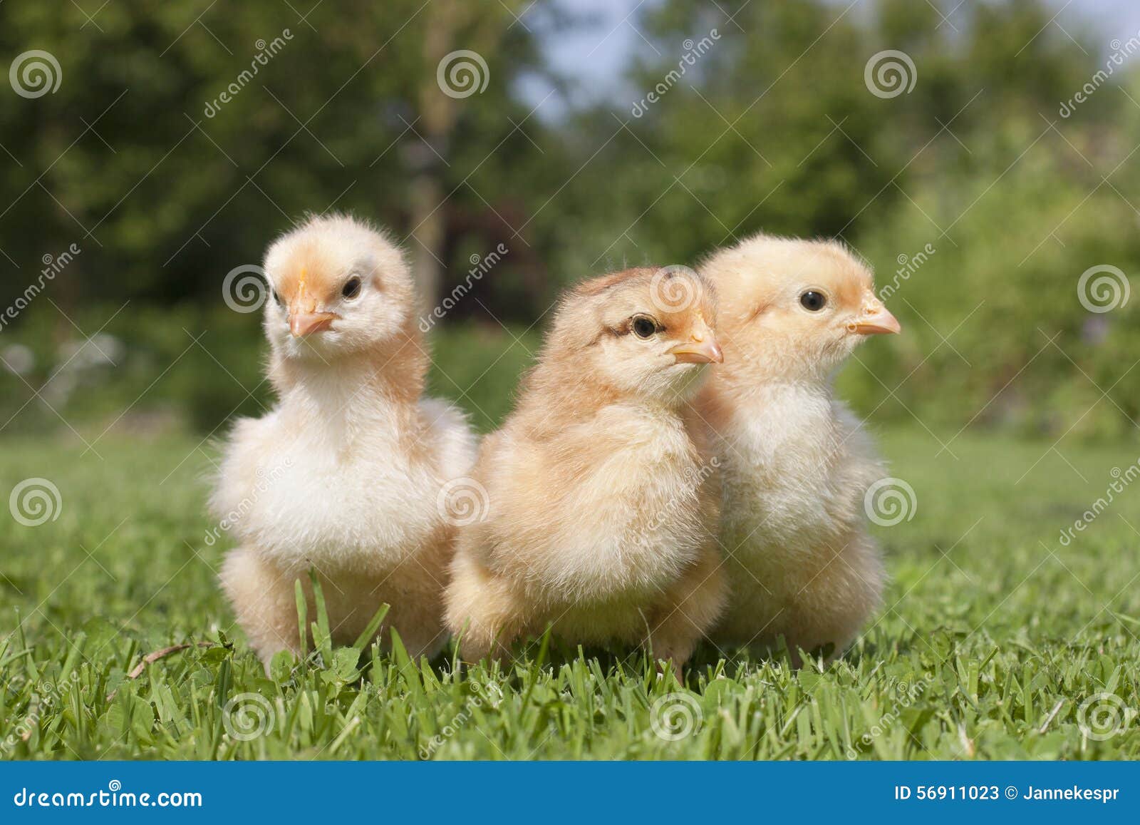 Three Little Chicks in the Grass Stock Image - Image of young, chicken ...