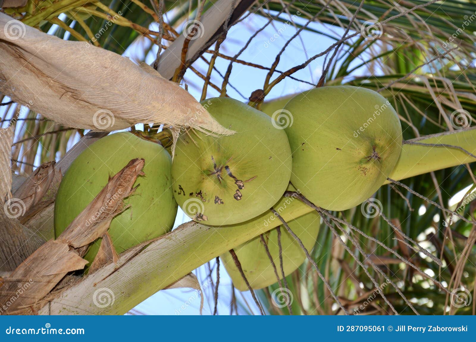 Three little coconuts stock image. Image of green, food - 287095061