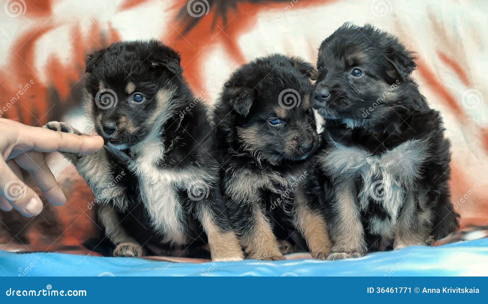 Three little cute puppy stock image. Image of mammal - 36461771