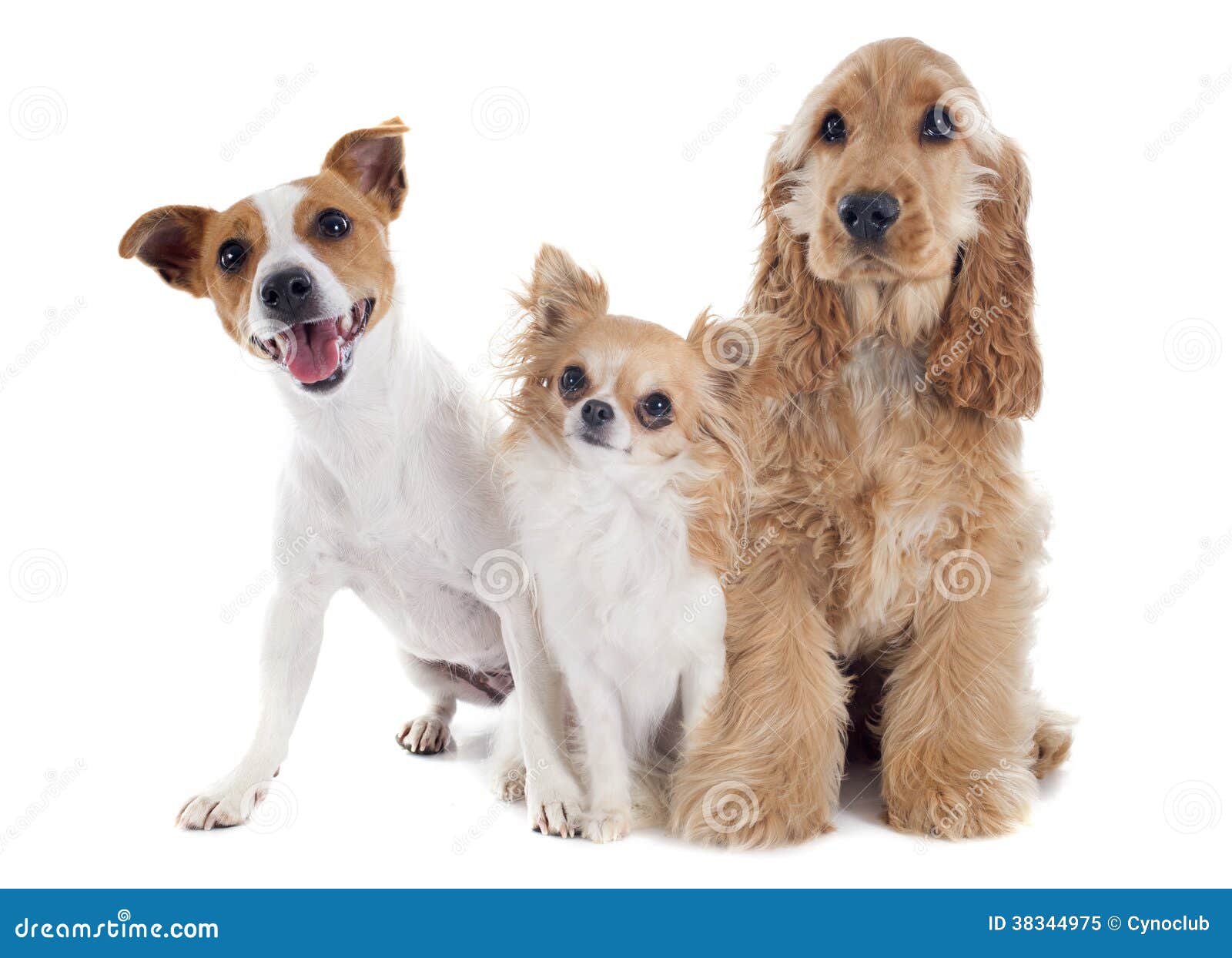 Three little dogs stock image. Image of pedigree, purebred - 38344975