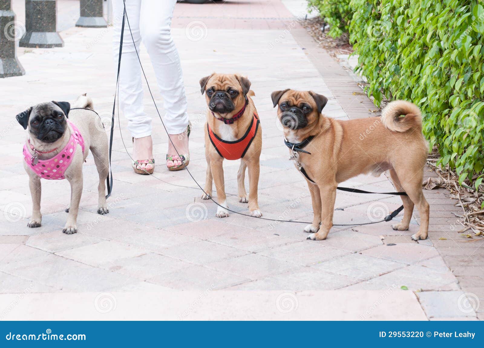Three little dogs in a row stock photo. Image of vertebrate - 29553220