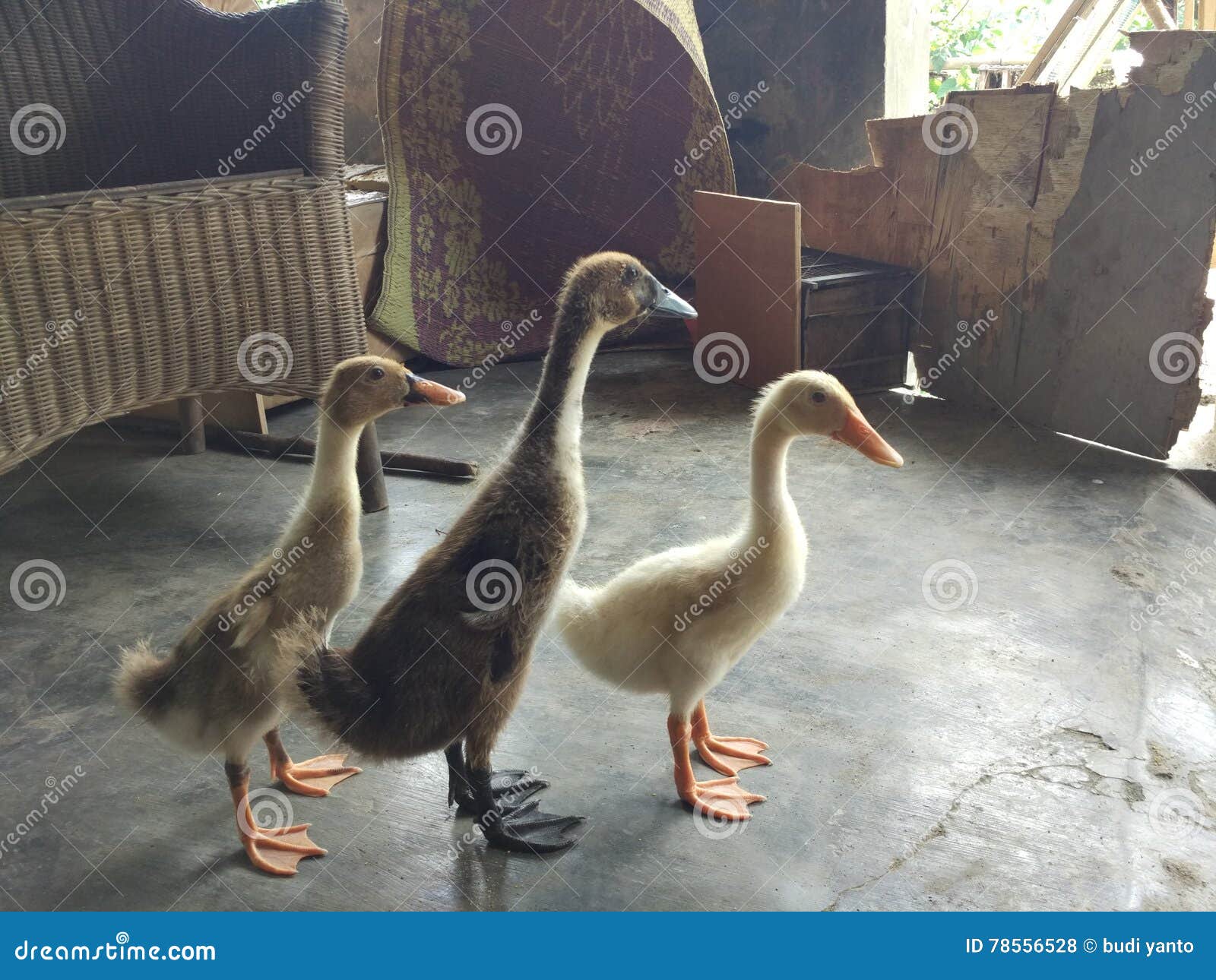 Three little duck stock photo. Image of duck, three, little - 78556528