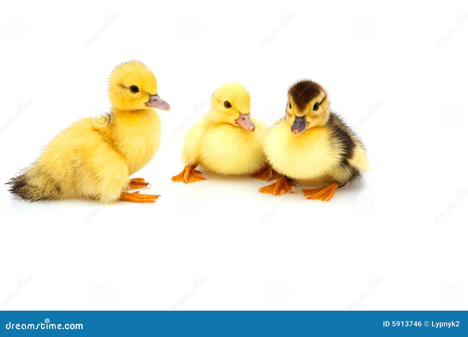 Three little duckling stock photo. Image of domestic, paws - 5913746