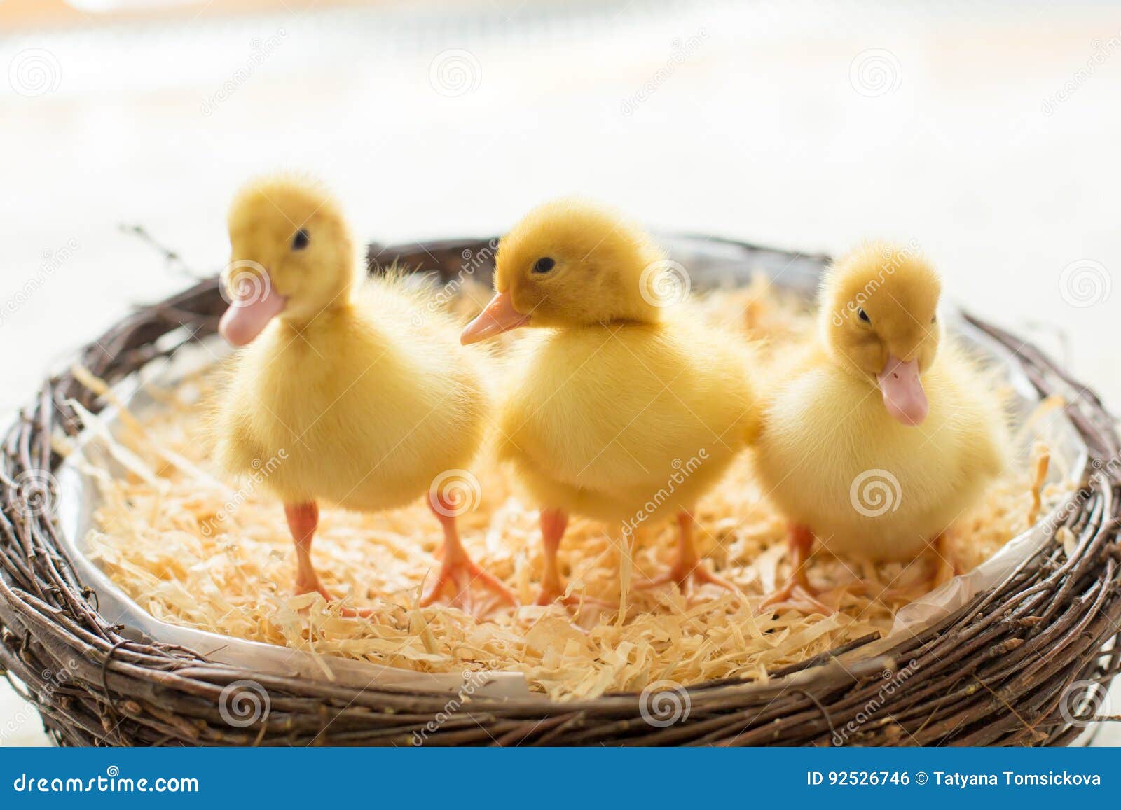 Three Little Ducklings in a Nest, Image Stock Photo - Image of ...