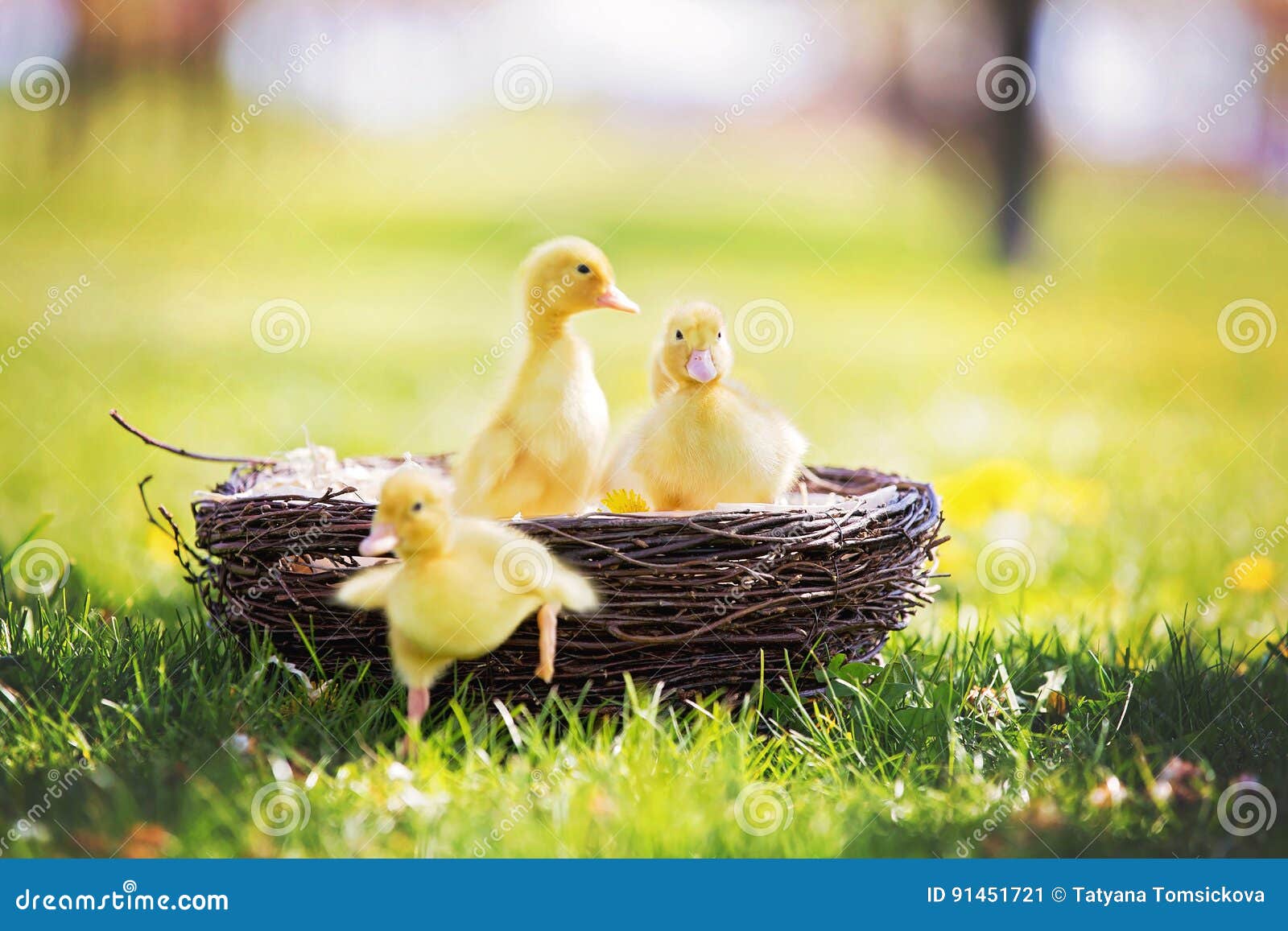 Three Little Ducklings in a Nest, Outdoors Image in the Park Stock ...