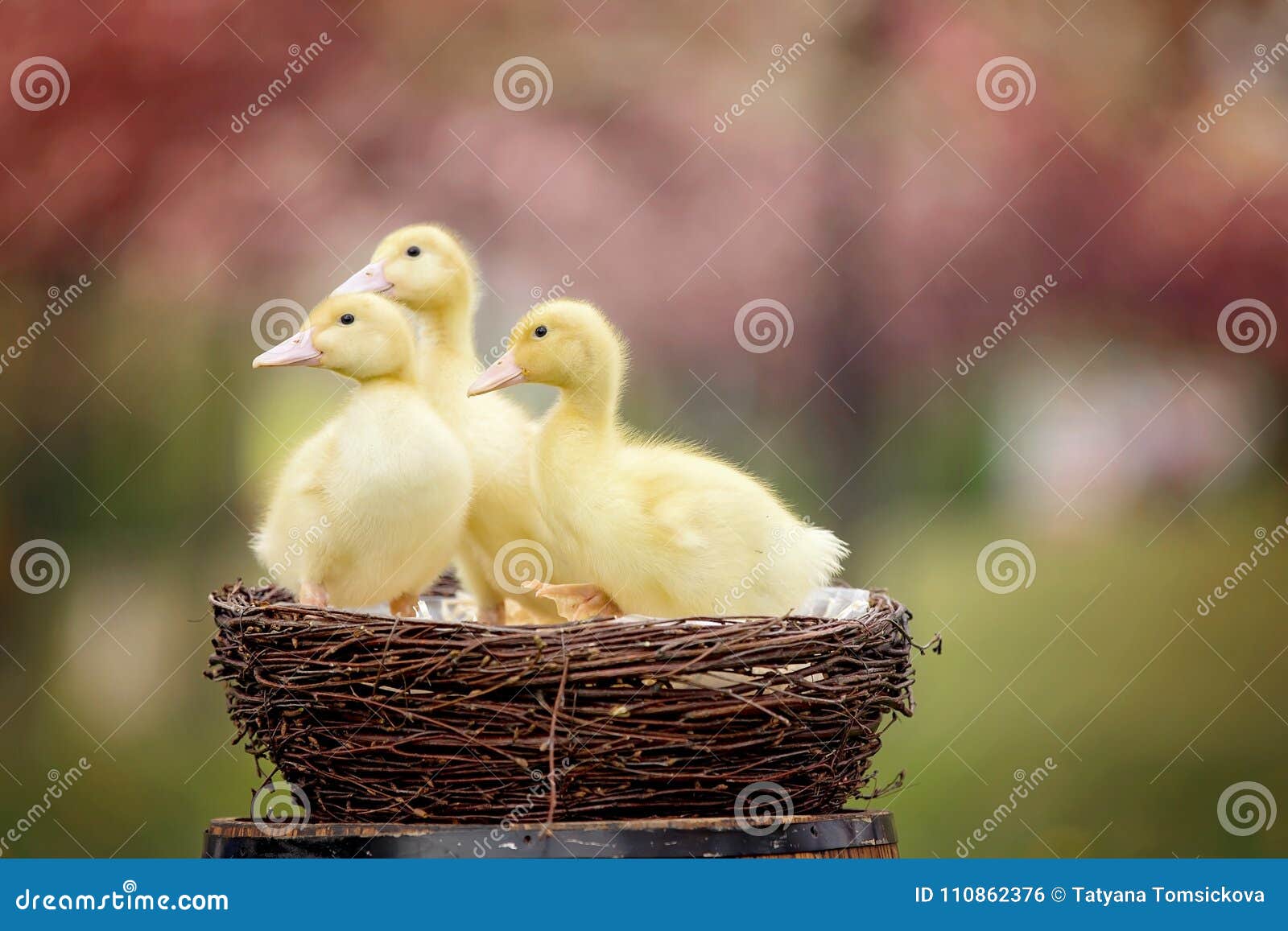 Three Little Ducklings in a Spring Park in a Nest Stock Photo - Image ...