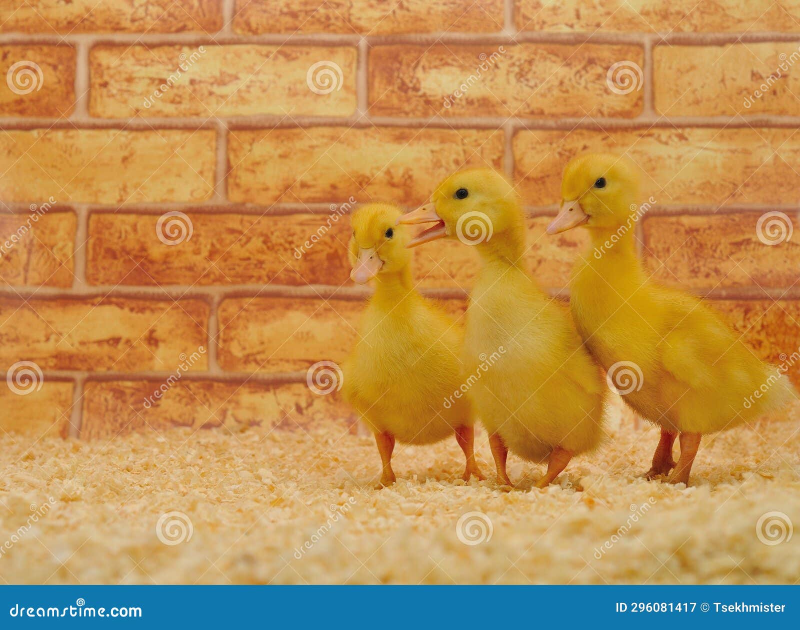 Three little ducklings stock image. Image of yellow - 296081417