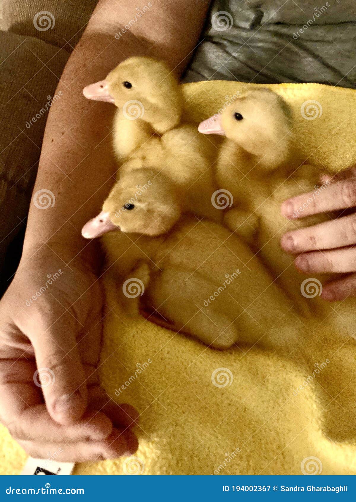Three Little Ducks Cuddling Stock Image - Image of ducks, baby: 194002367