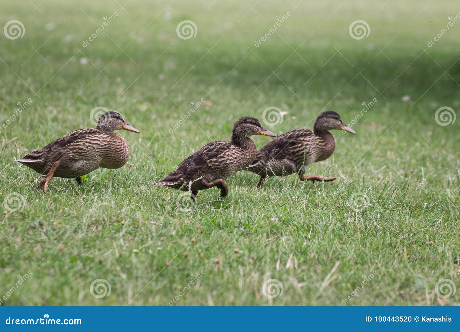 Three little ducks walk stock photo. Image of green - 100443520