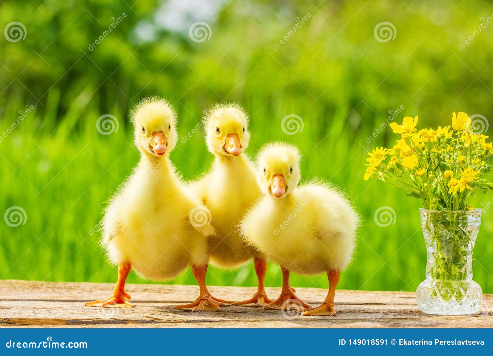 Three Little Fluffy Yellow Gosling on Nature Background Stock Image ...