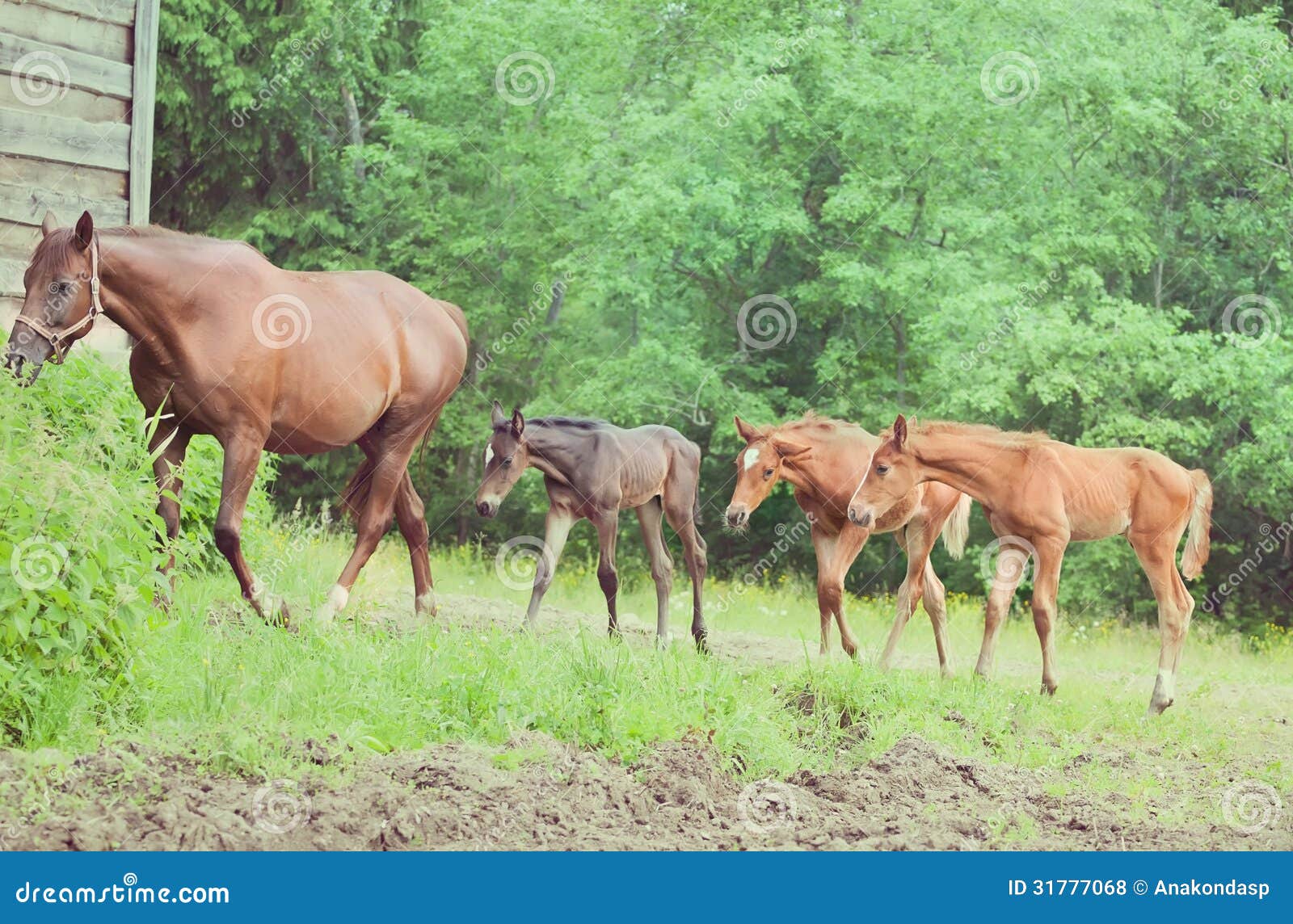 Three Little Foals with Mom Stock Photo - Image of stable, young: 31777068