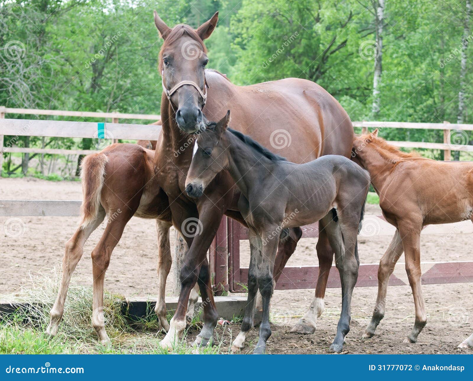 Three Little Foals with Mom. Stock Photo - Image of brown, foal: 31777072