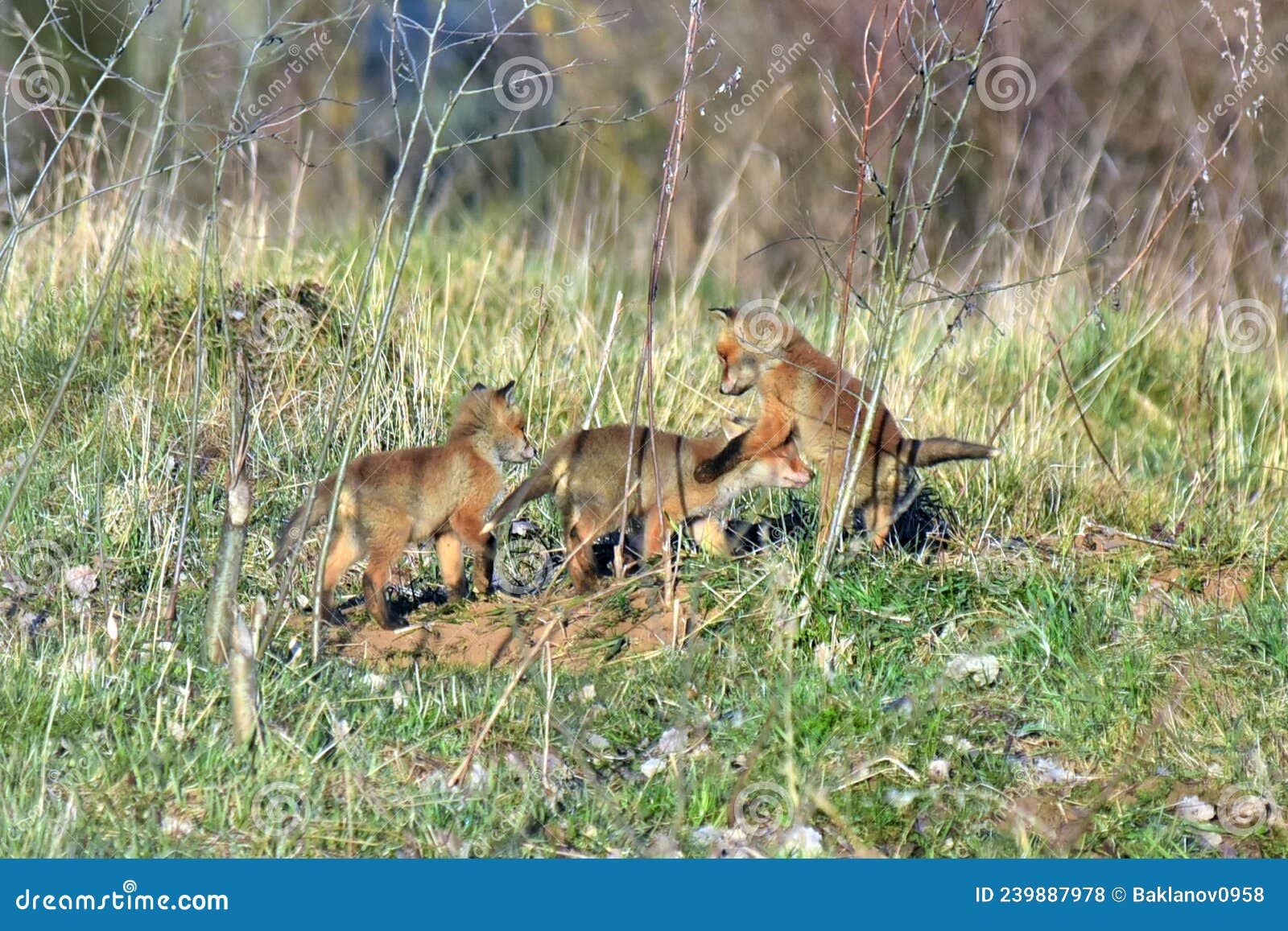 Three little foxes stock photo. Image of wildlife, carnivore - 239887978