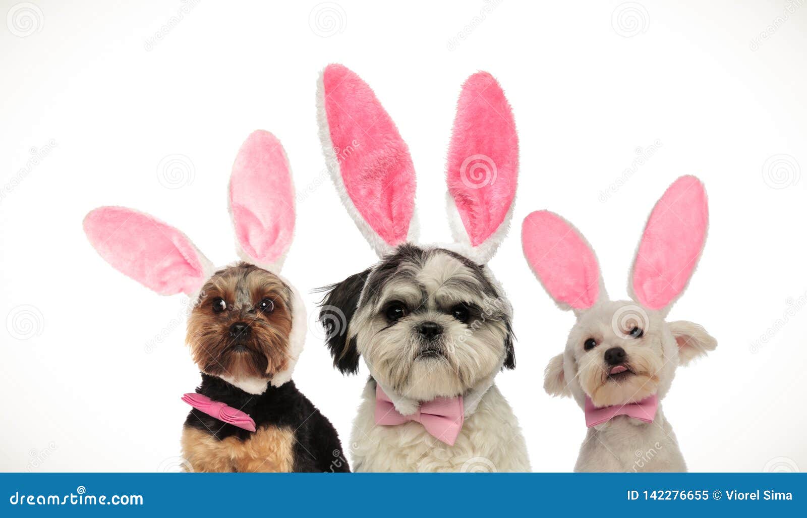 Three Little Funny Dogs Wearing Easter Bunny Ears Stock Image - Image ...