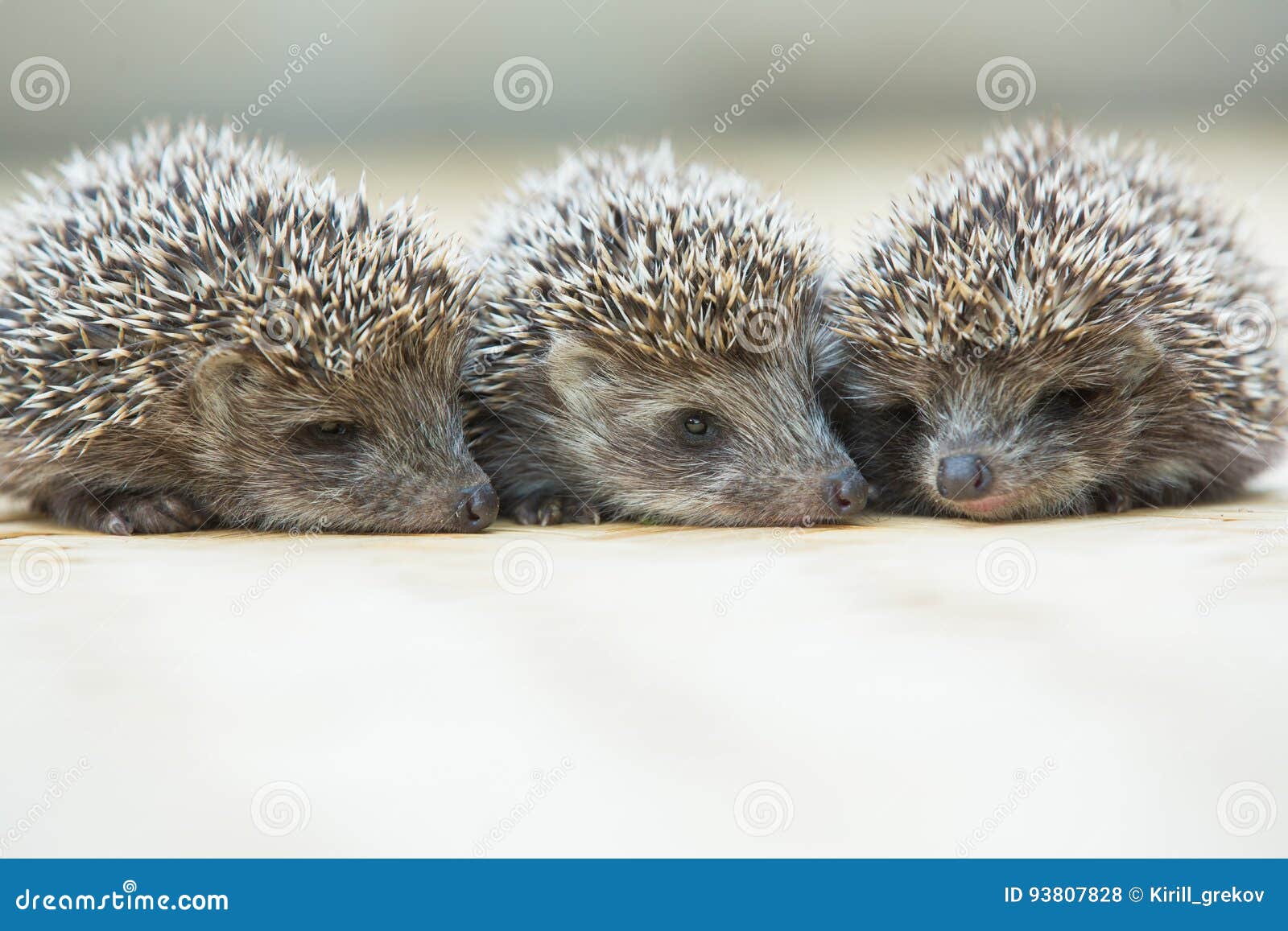 Three Little Hedgehog Portrait Stock Photo - Image of natural ...