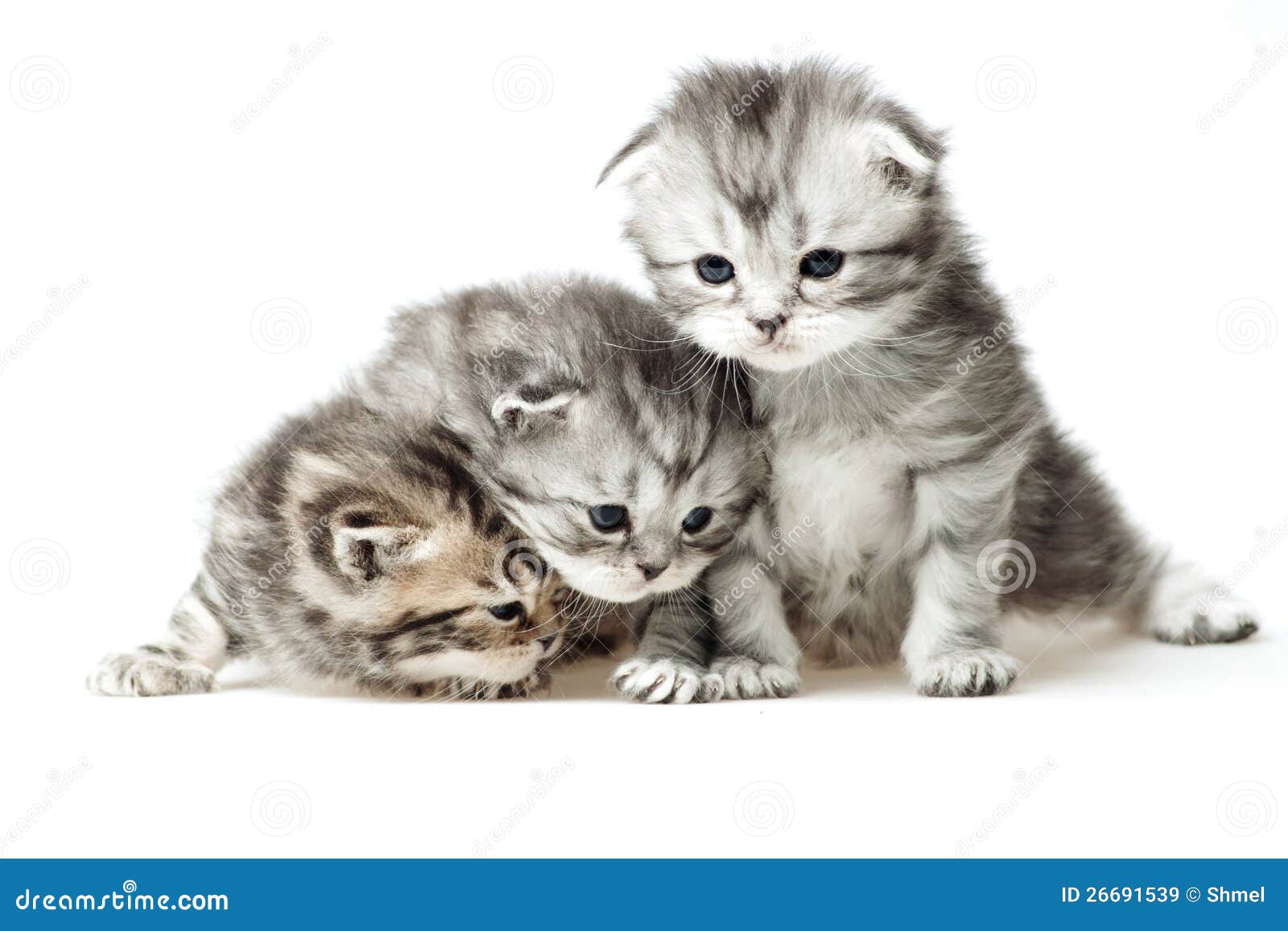 Three little kitten stock image. Image of kitten, four - 26691539