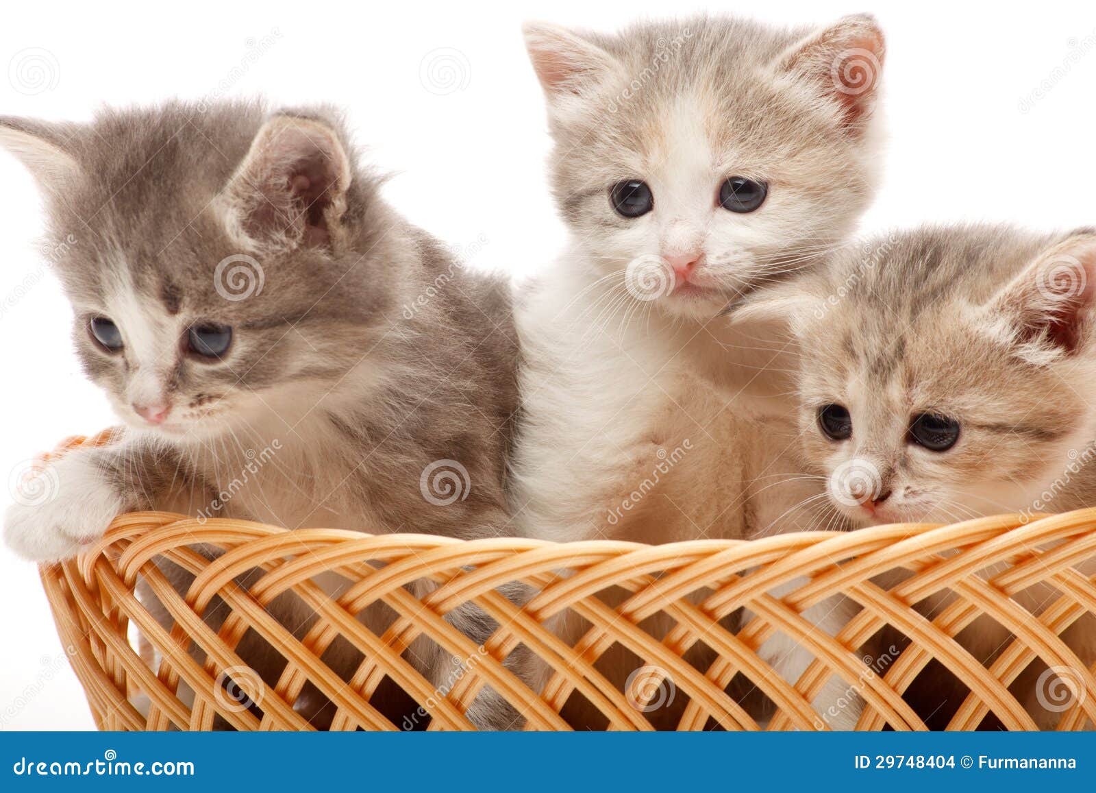 Three little kitten stock photo. Image of themes, young - 29748404