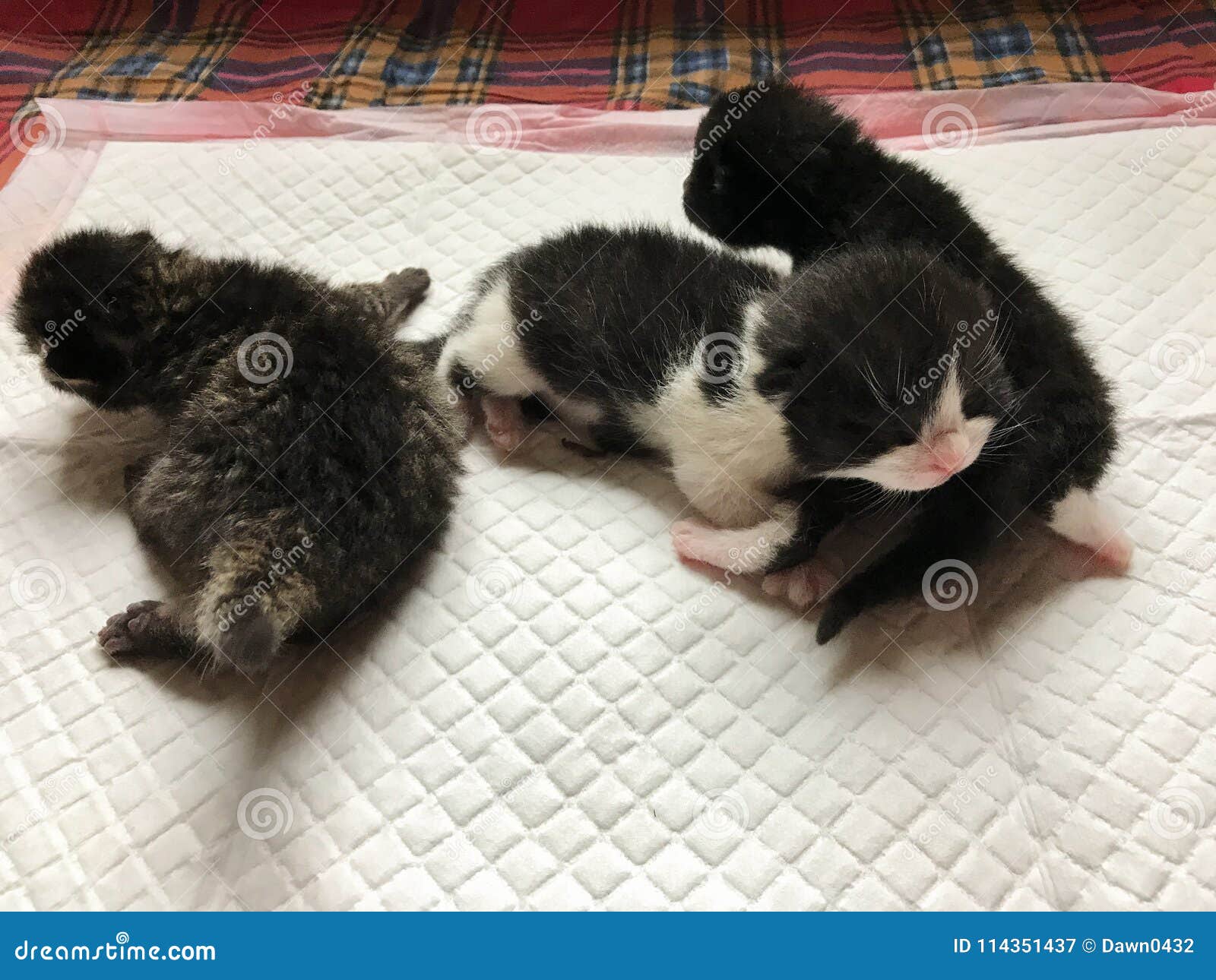 Three little kittens. stock image. Image of speckle - 114351437