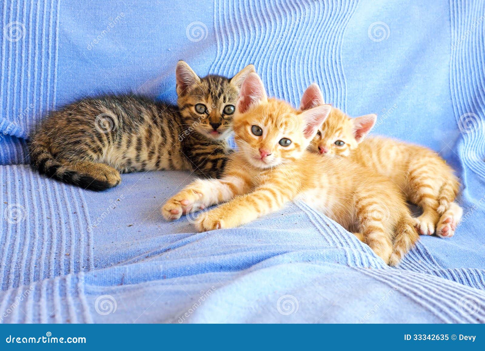 Three little kittens stock image. Image of outdoor, carnivore - 33342635