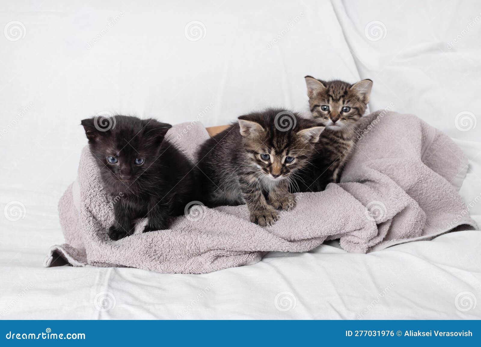 Three little kittens stock photo. Image of mammal, animal - 277031976