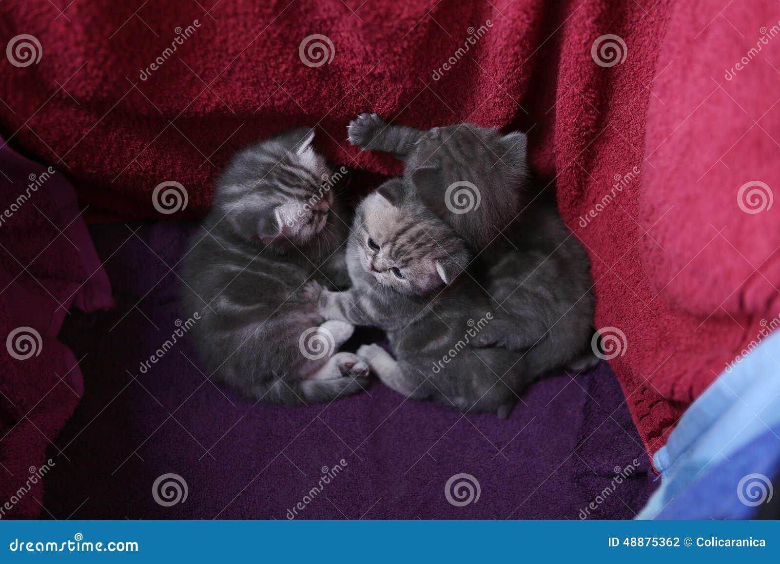 Three little kittens stock photo. Image of play, amazing - 48875362