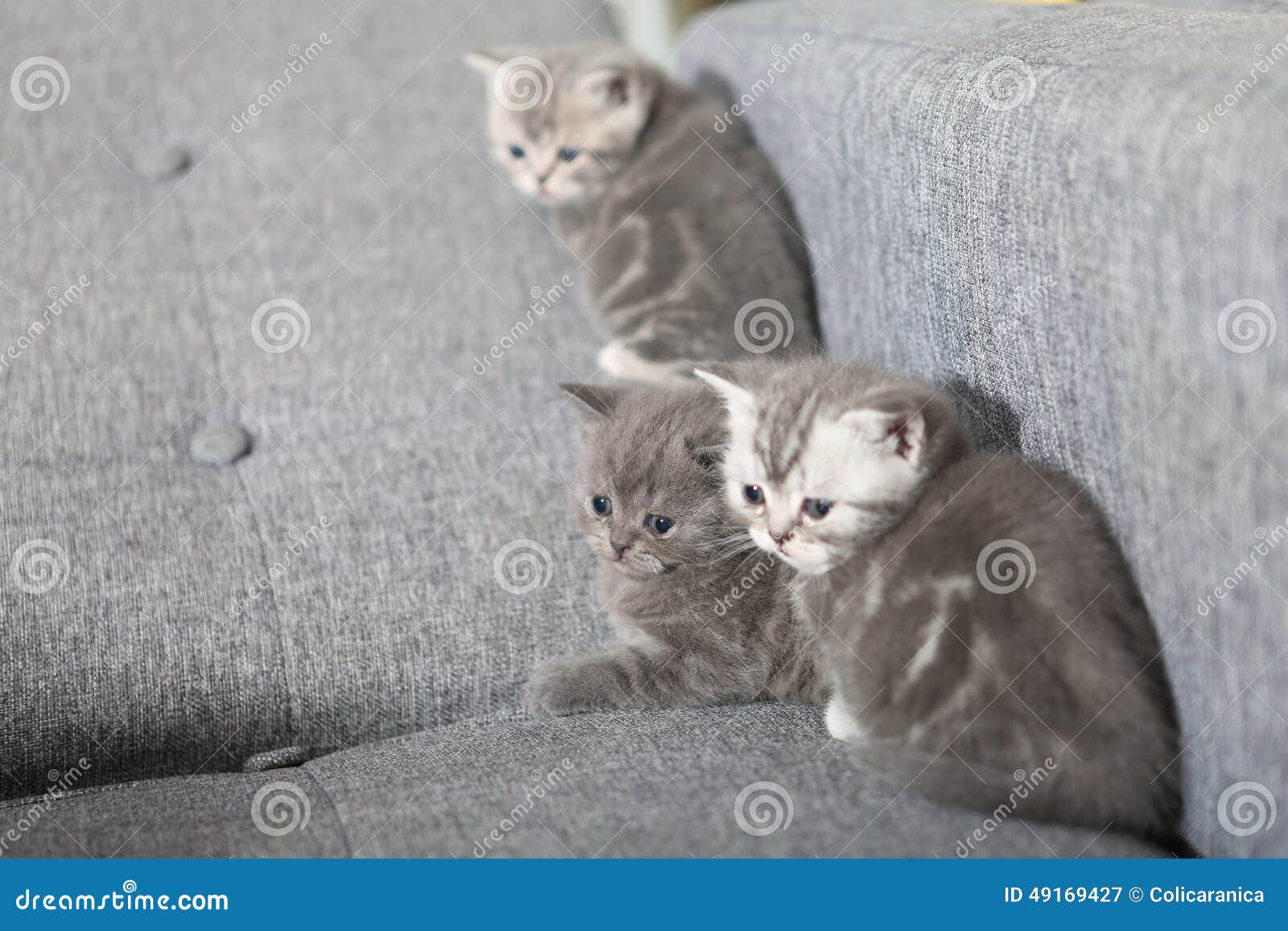 Three little kittens stock image. Image of baby, pedigreed - 49169427