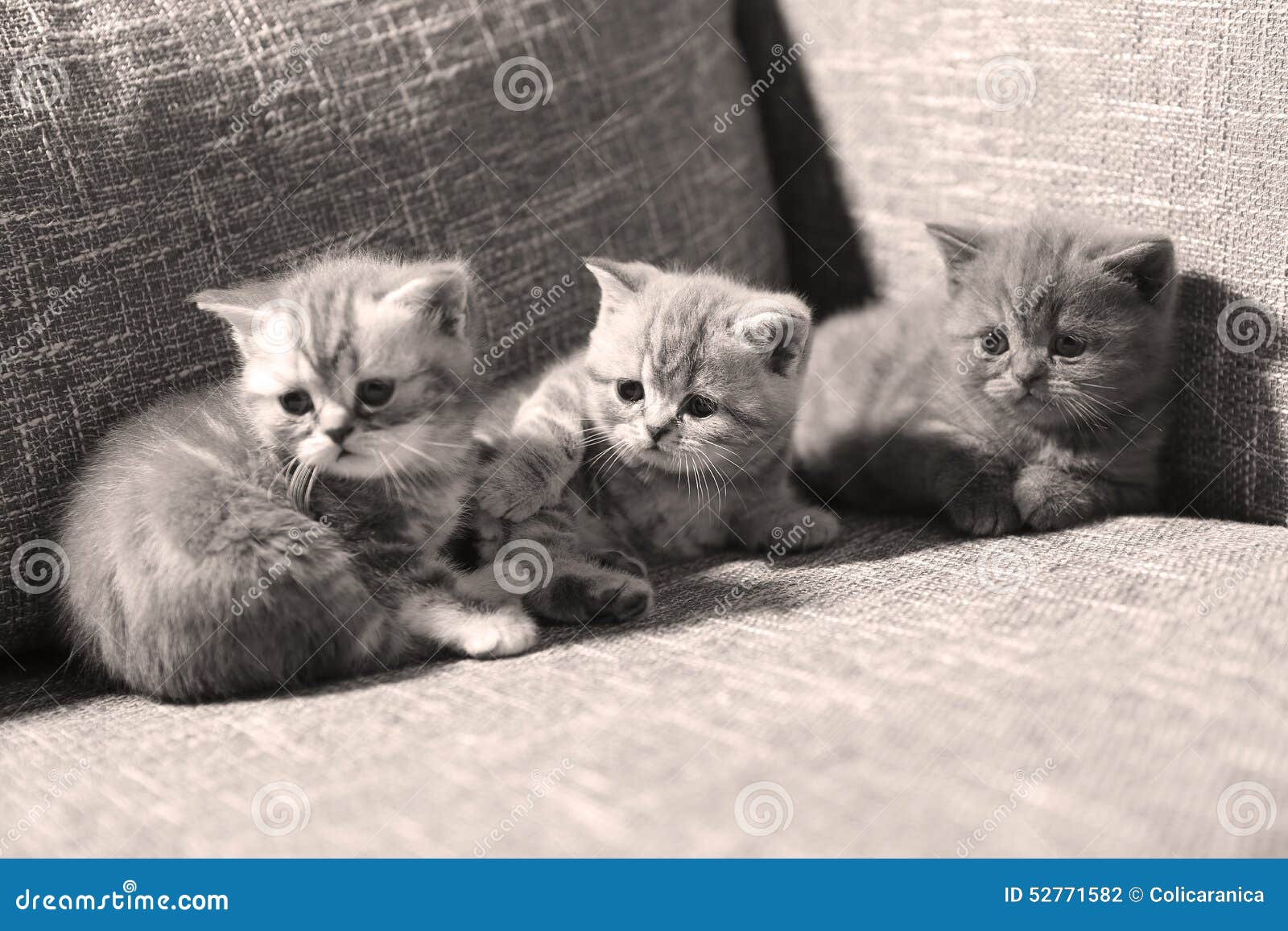 Three little kittens stock photo. Image of couch, pedigrees - 52771582