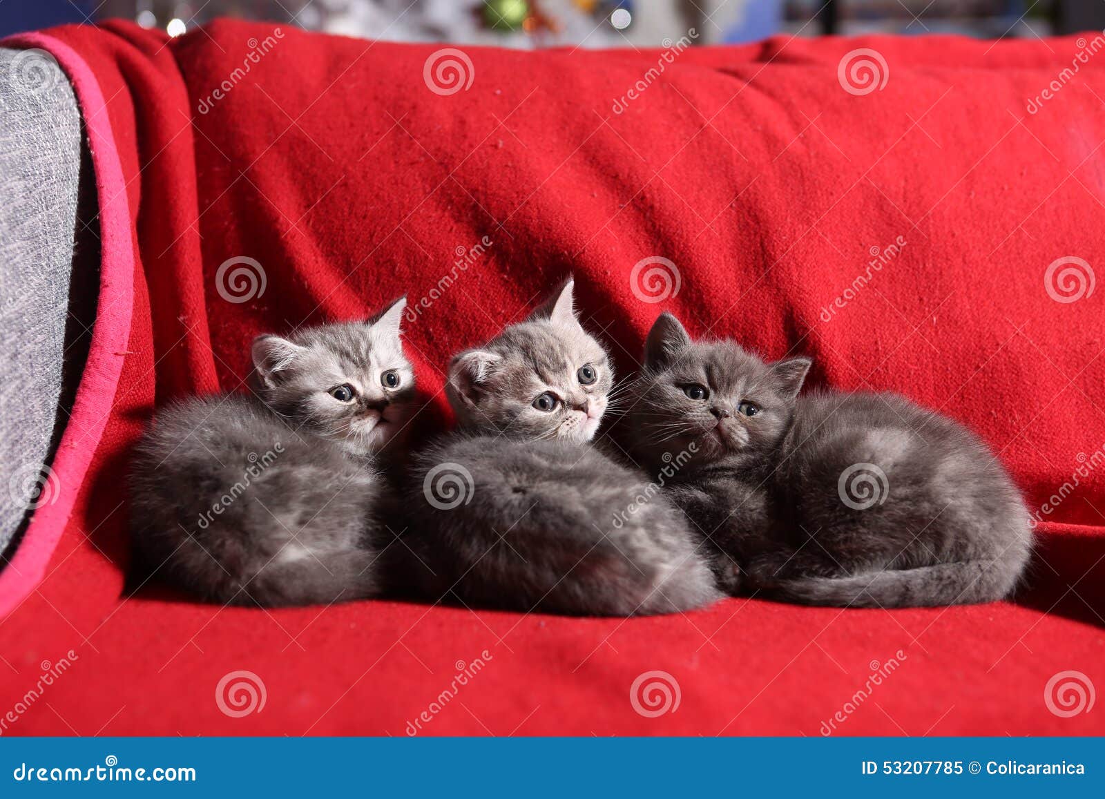 Three little kittens stock image. Image of looking, blancket - 53207785