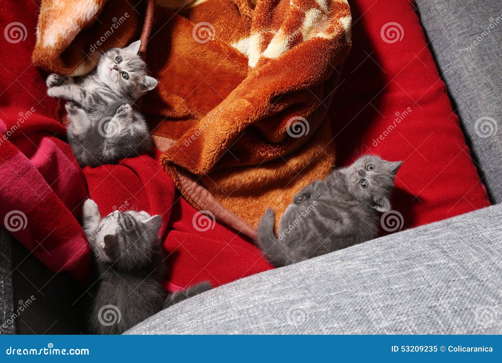 Three little kittens stock image. Image of three, amazing - 53209235