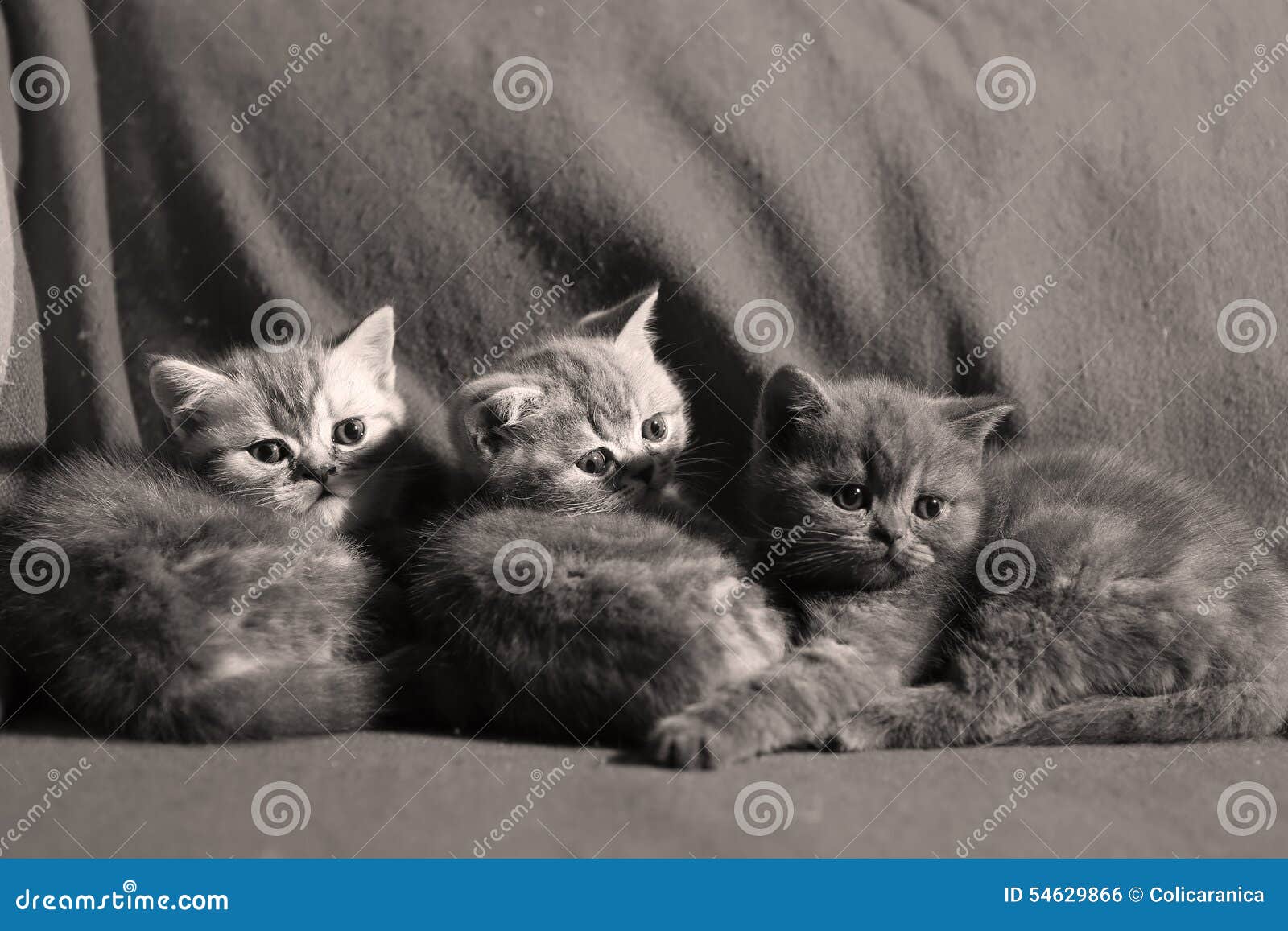 Three little kittens stock photo. Image of little, born - 54629866