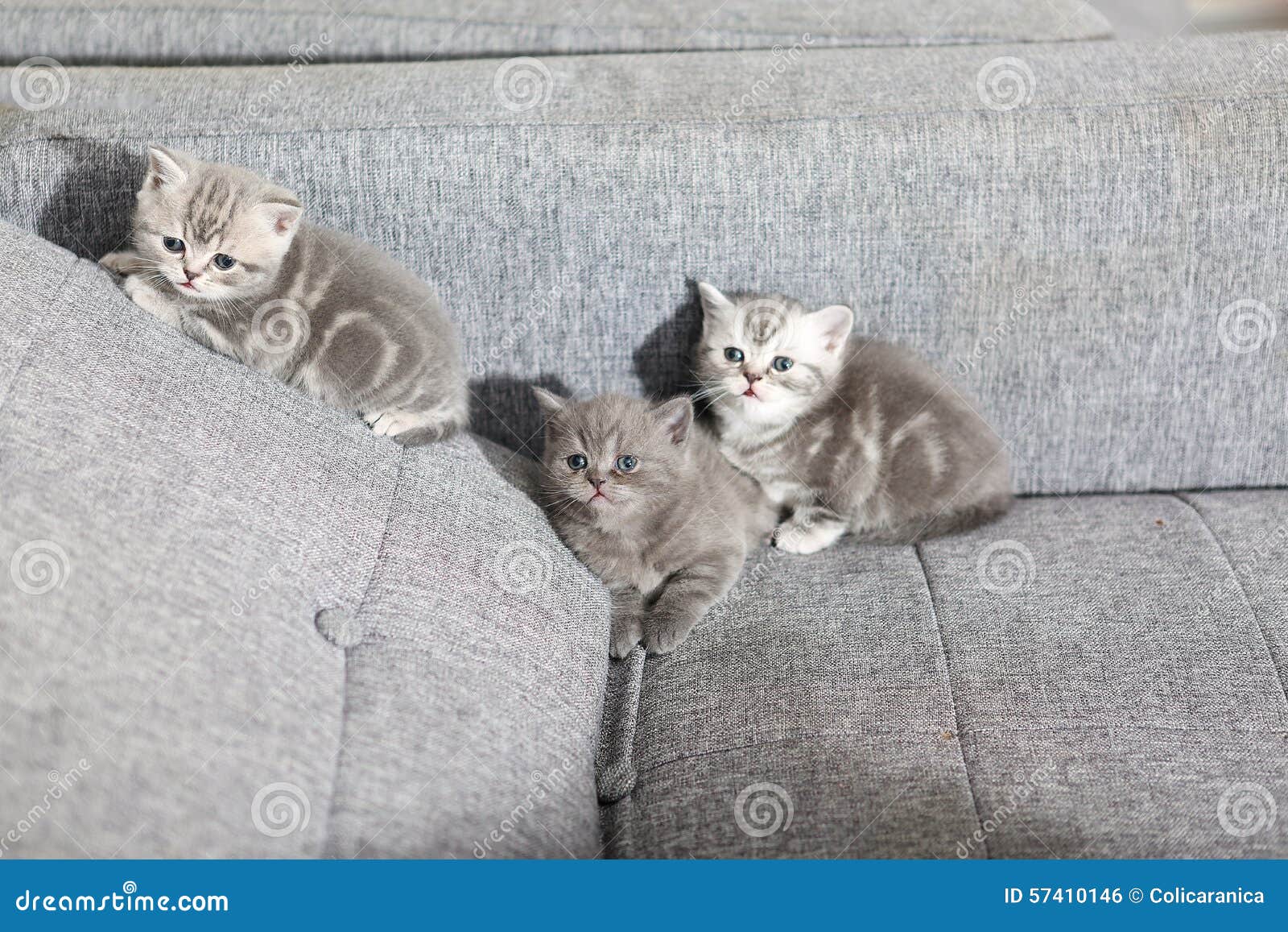 Three little kittens stock photo. Image of cute, born - 57410146