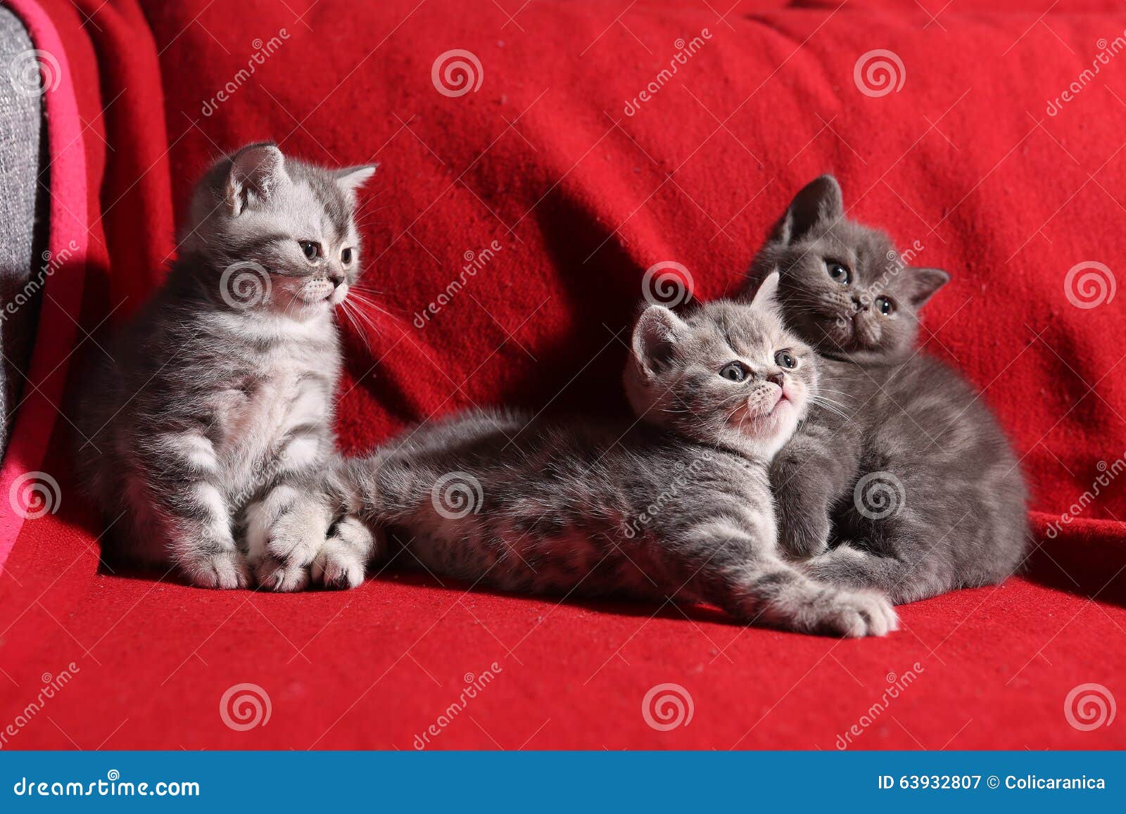 Three little kittens stock image. Image of baby, twins - 63932807