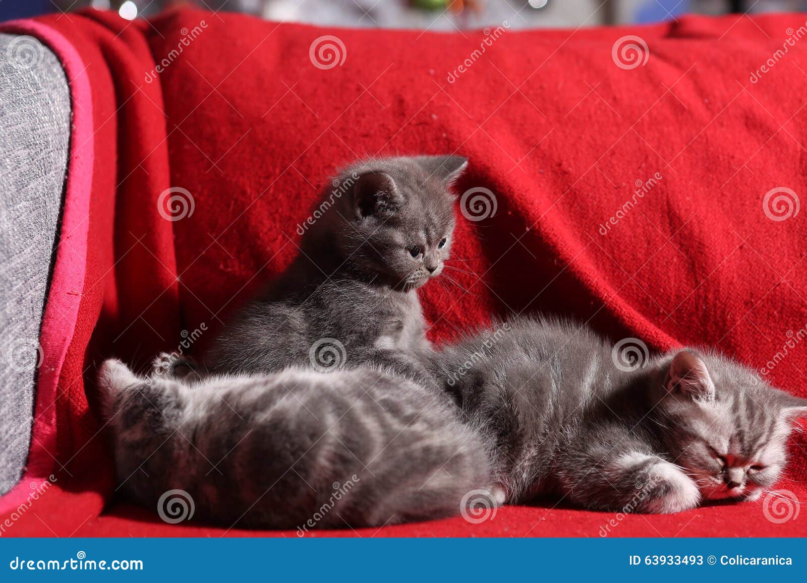 Three little kittens stock image. Image of tiny, little - 63933493