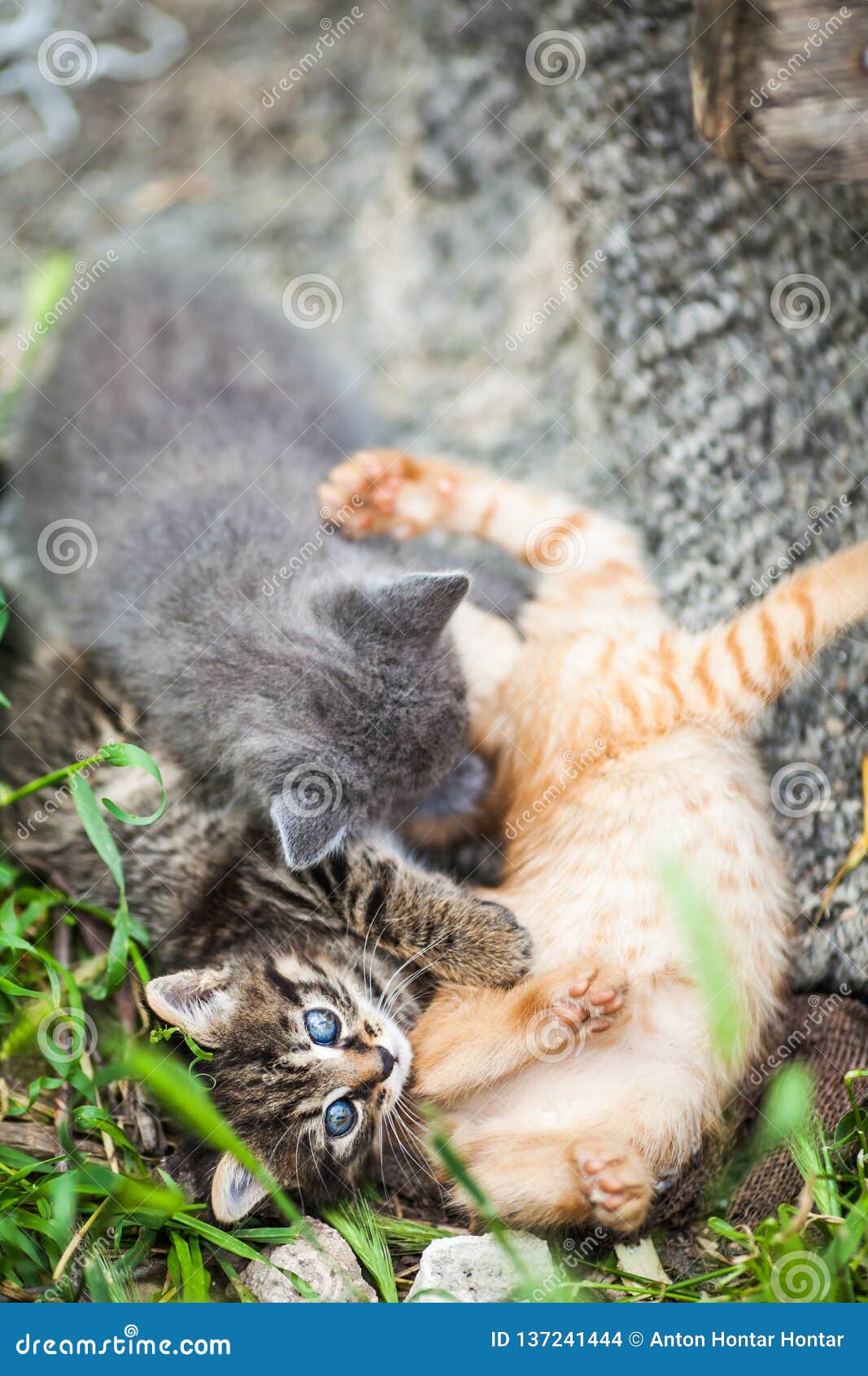 Three Little Kittens Playing in a Grass Stock Photo - Image of green ...