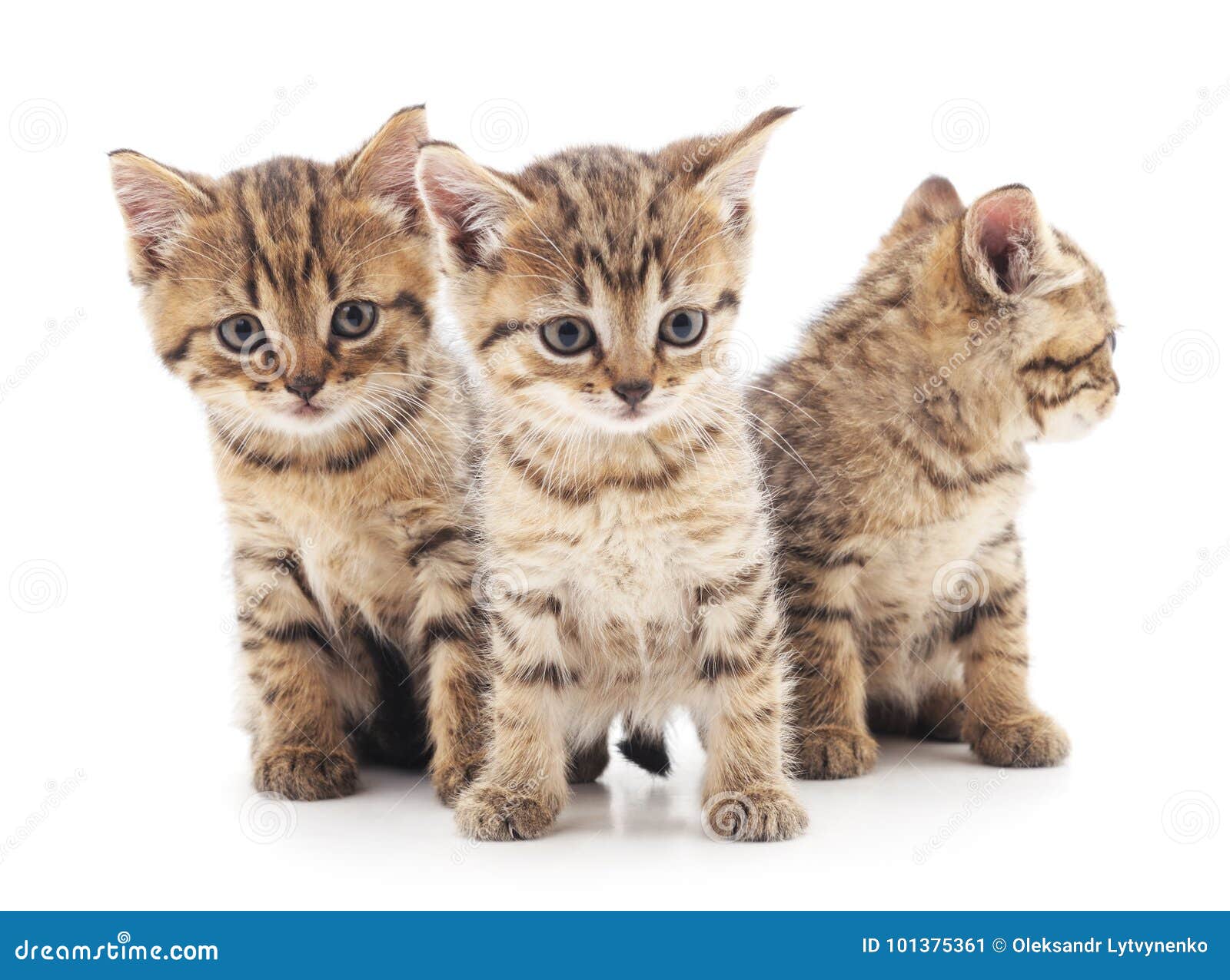 Three little kittens. stock image. Image of playful - 101375361