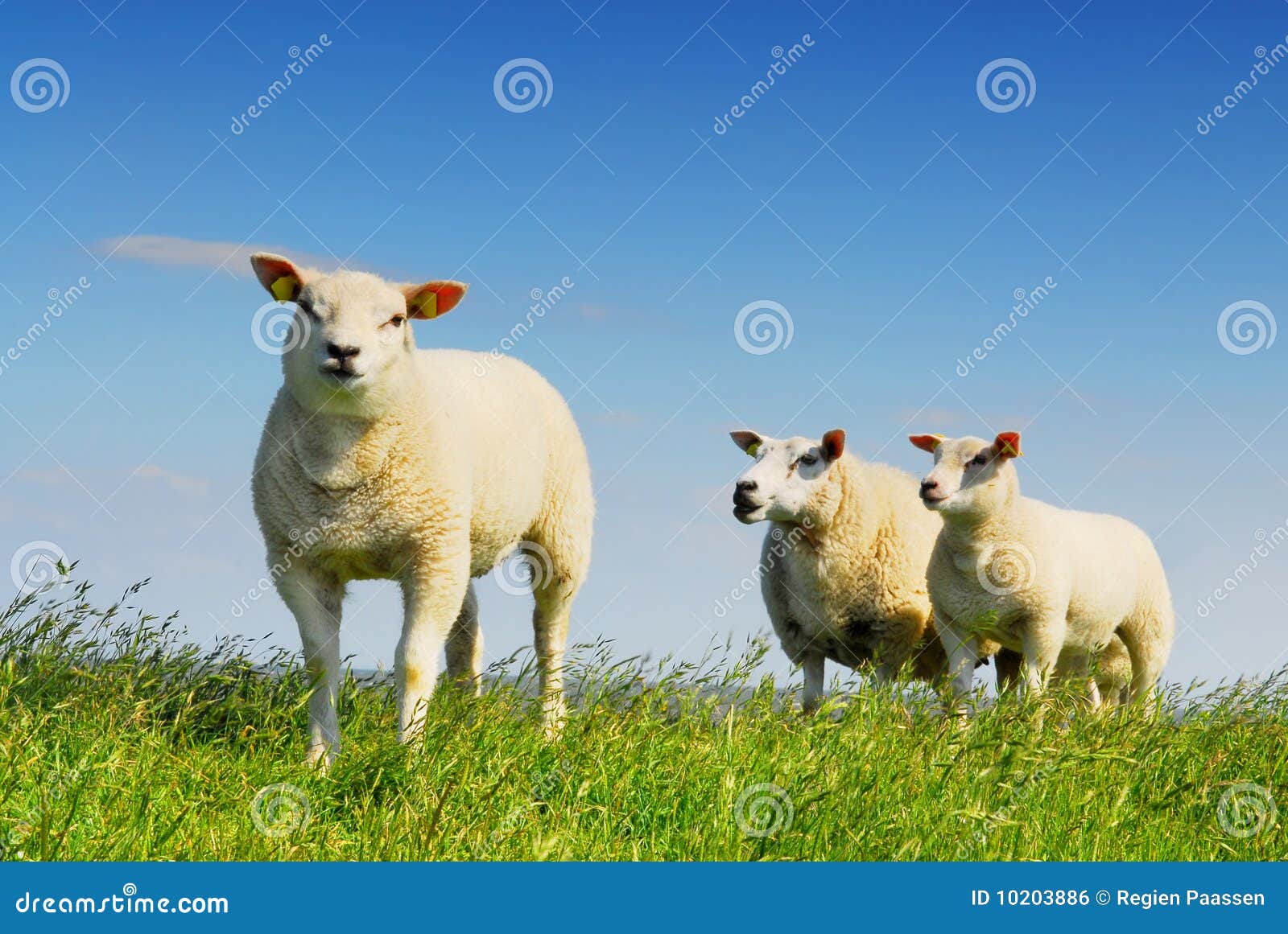 Three little lambs stock photo. Image of family, friendly - 10203886