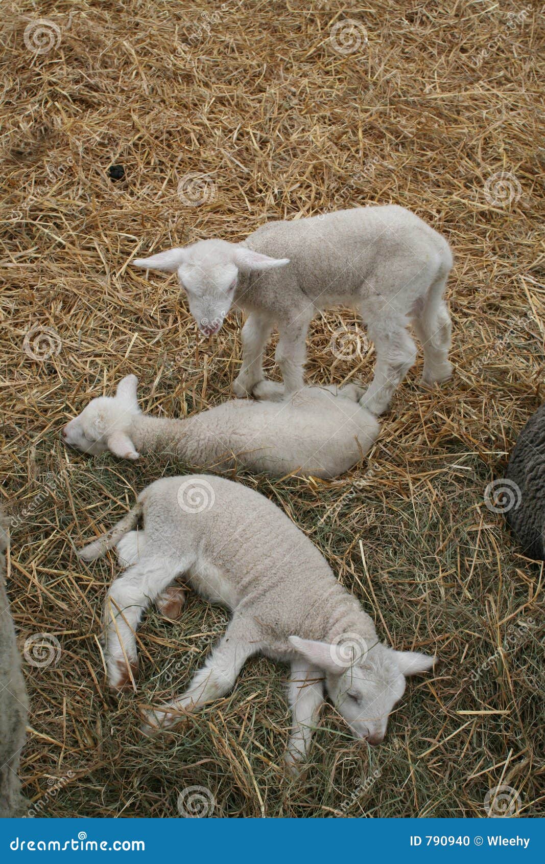 Three little lambs stock photo. Image of sweet, sheep, wool - 790940