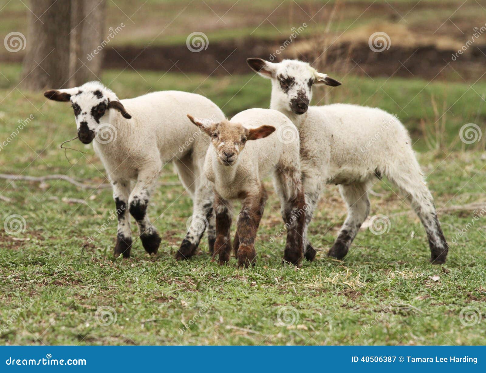 Two Little Lambs In The Field Stock Image | CartoonDealer.com #11282887