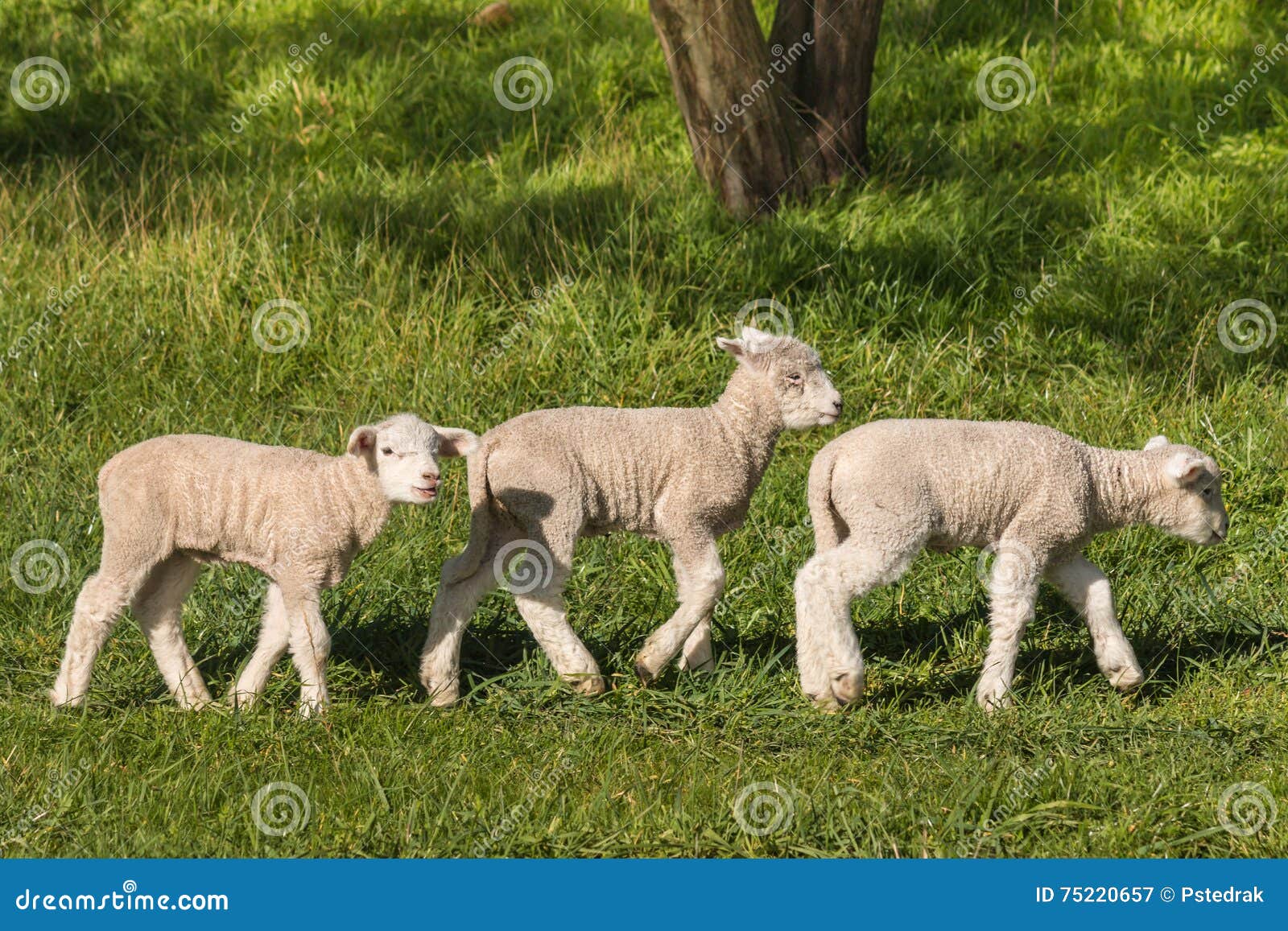 Three Little Lambs Grazing on Meadow Stock Image - Image of playful ...