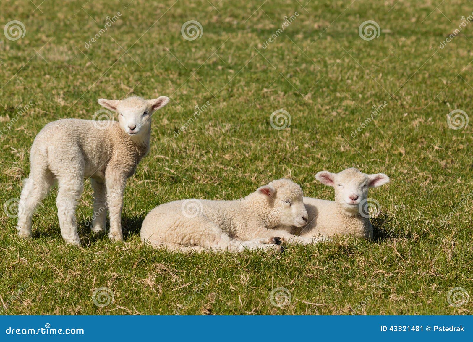Two Little Lambs In The Field Stock Image | CartoonDealer.com #11282887