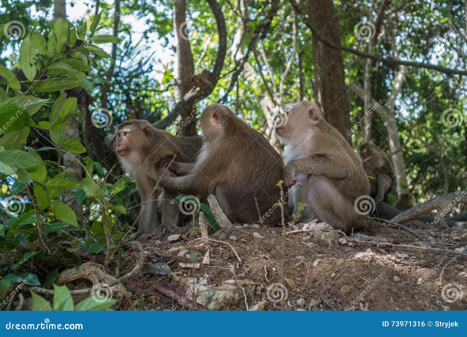 Three Little Monkeys in the Jungle in Thailand Stock Photo - Image of ...